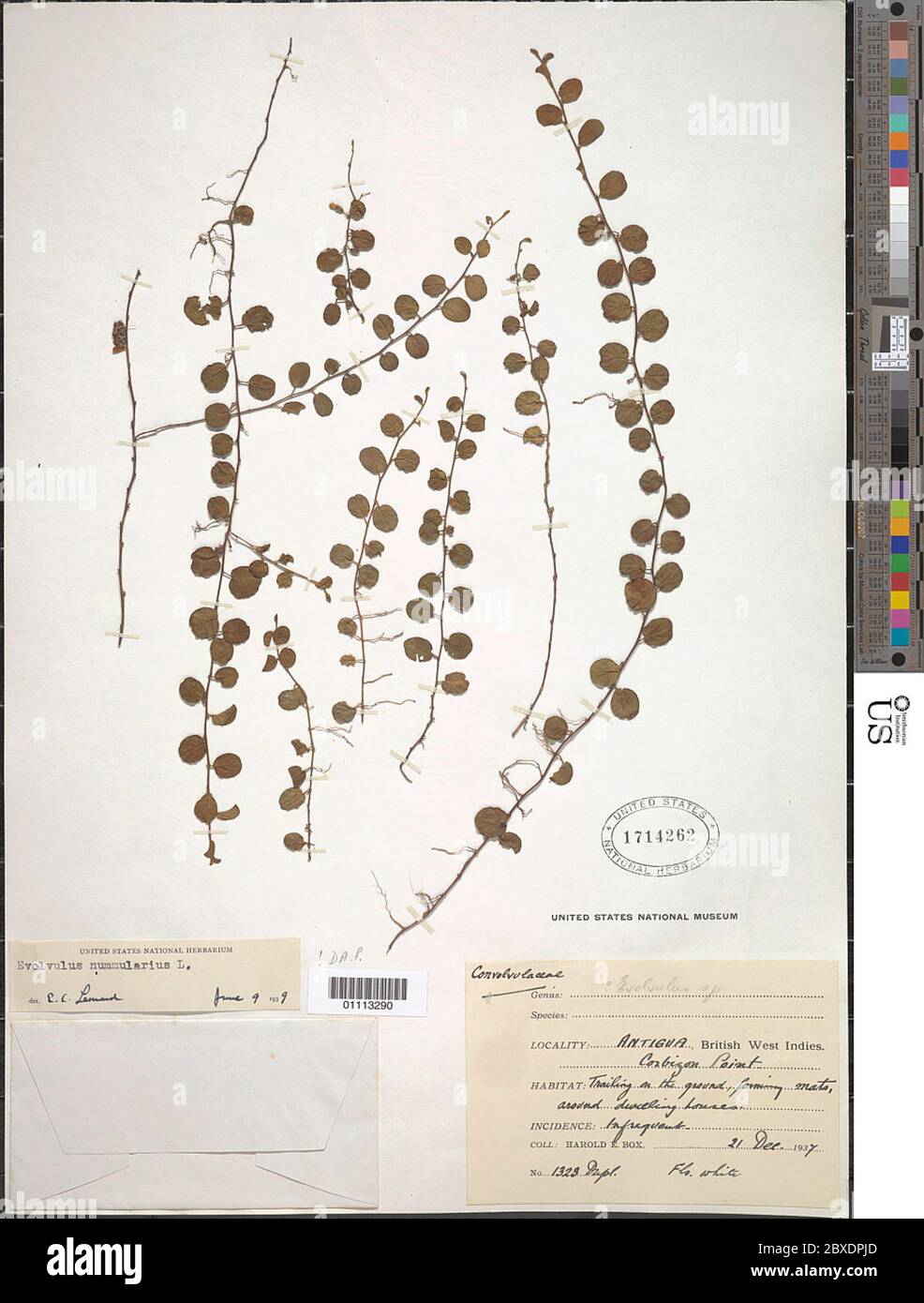 Evolvulus nummularius hi-res stock photography and images - Alamy