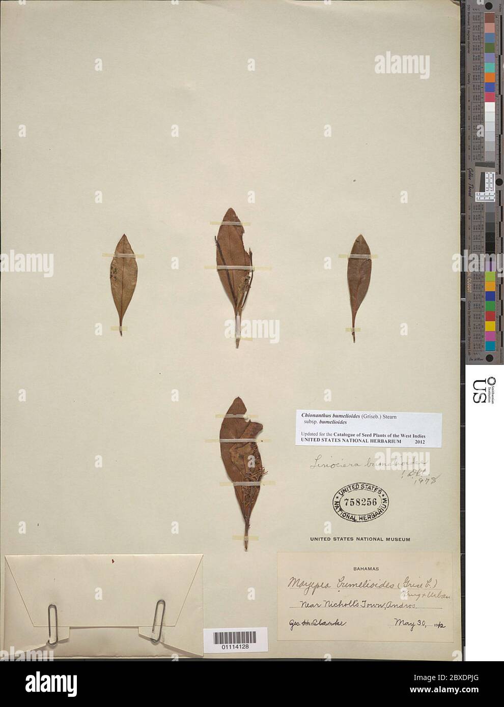 Linociera bumelioides Griseb Linociera bumelioides Griseb Stock Photo ...