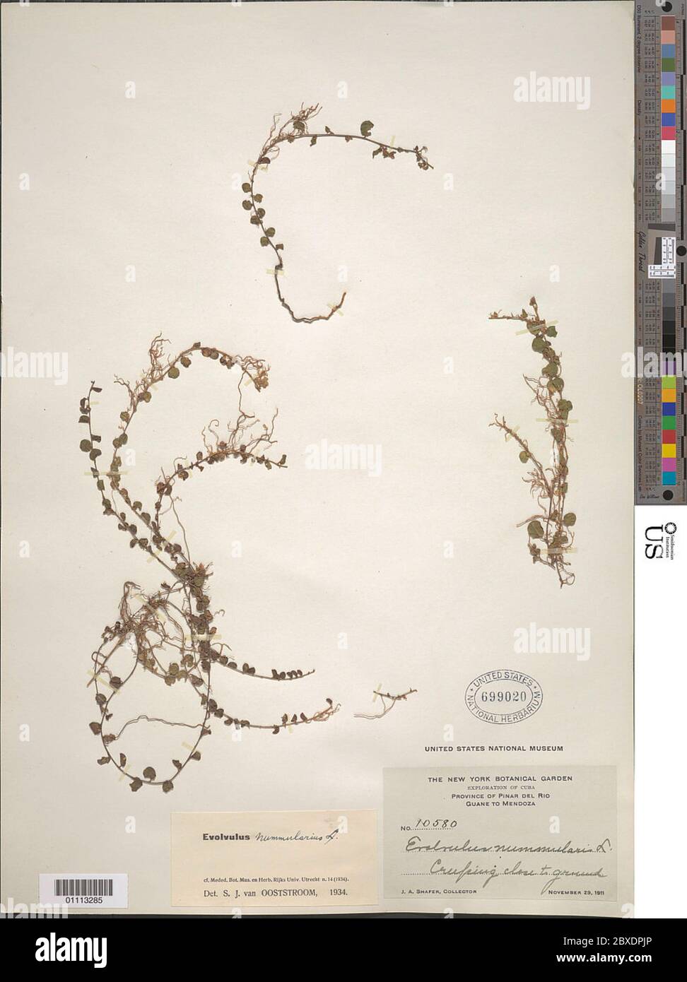 Evolvulus nummularius hi-res stock photography and images - Alamy