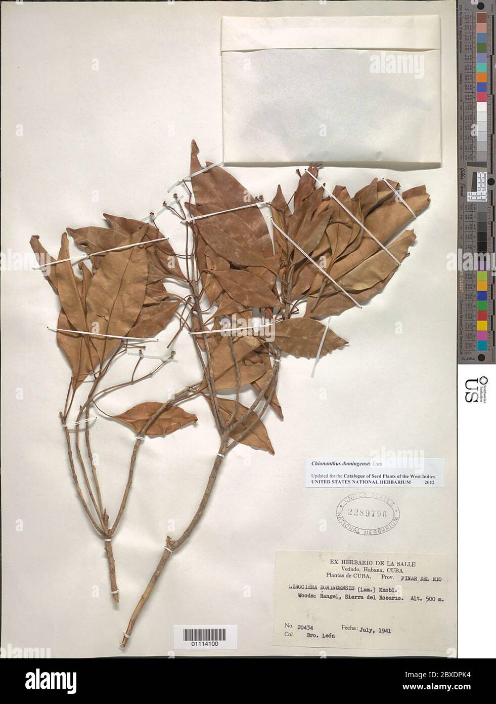 Linociera domingensis Lam Knobl Linociera domingensis Lam Knobl Stock ...