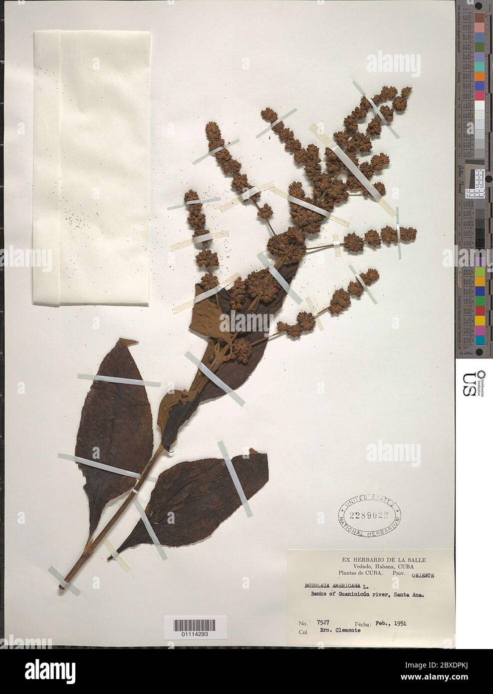 Buddleja americana L Buddleja americana L Stock Photo - Alamy