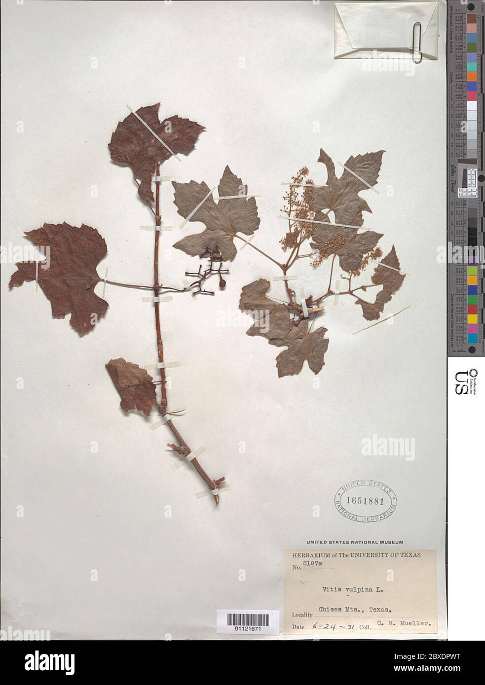 Vitis vulpina L Vitis vulpina L Stock Photo - Alamy