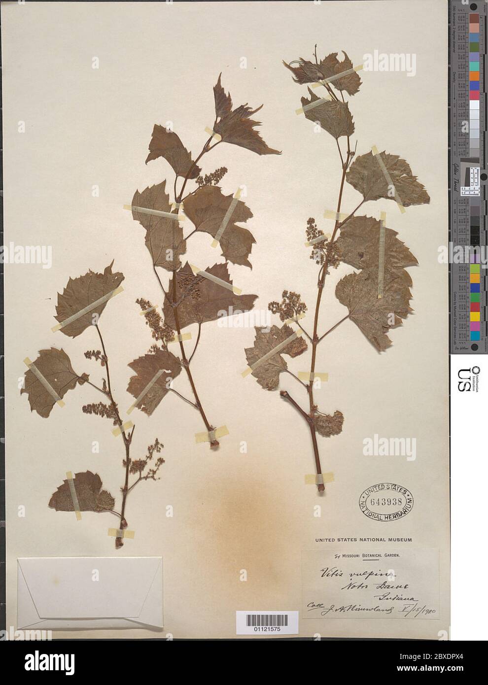 Vitis vulpina hi-res stock photography and images - Alamy
