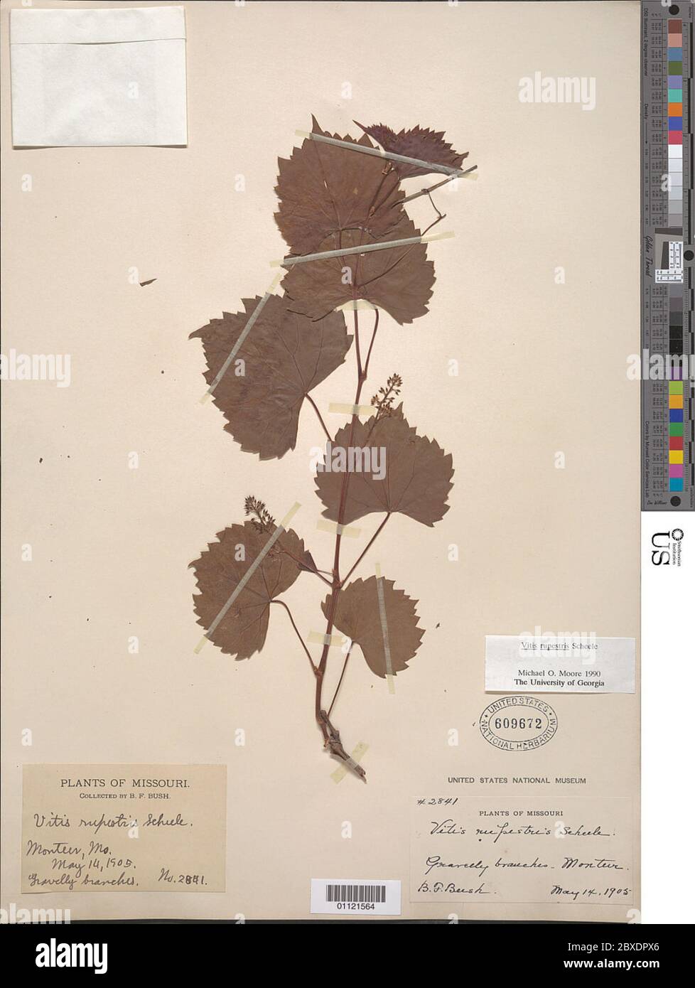 Vitis rupestris hi-res stock photography and images - Alamy