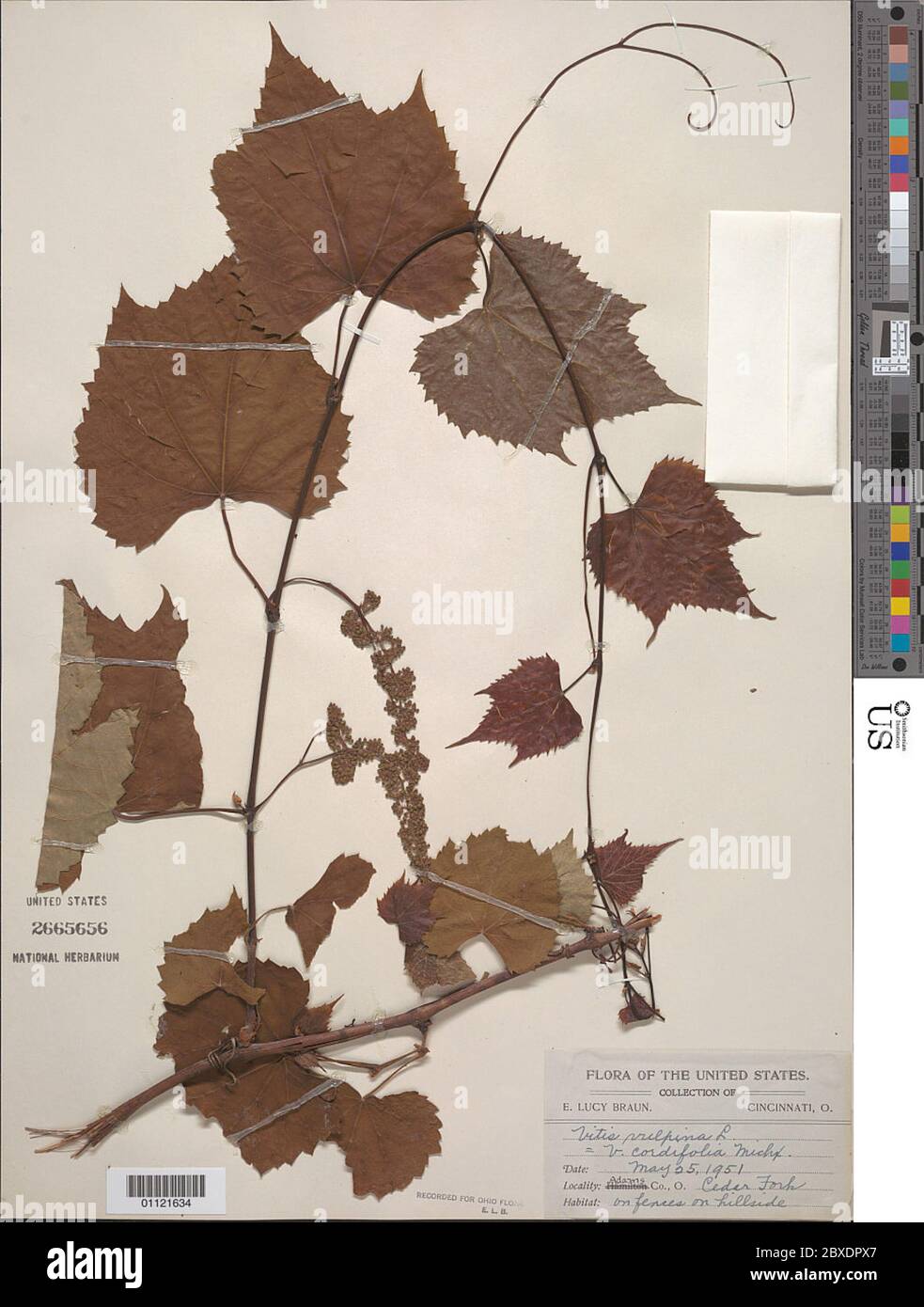 Vitis vulpina hi-res stock photography and images - Alamy