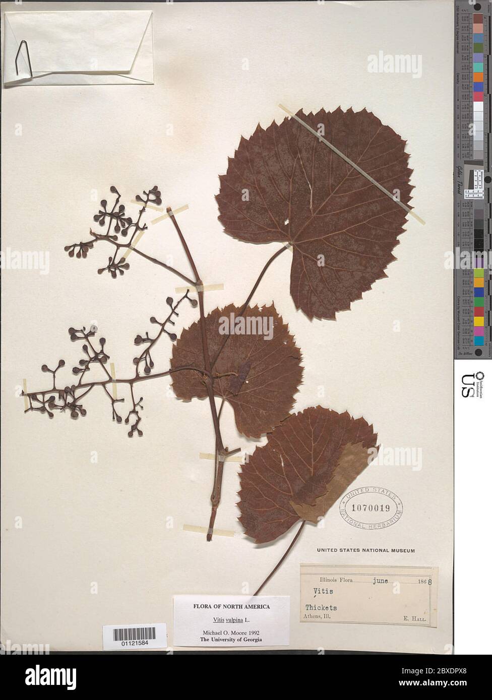 Vitis vulpina hi-res stock photography and images - Alamy