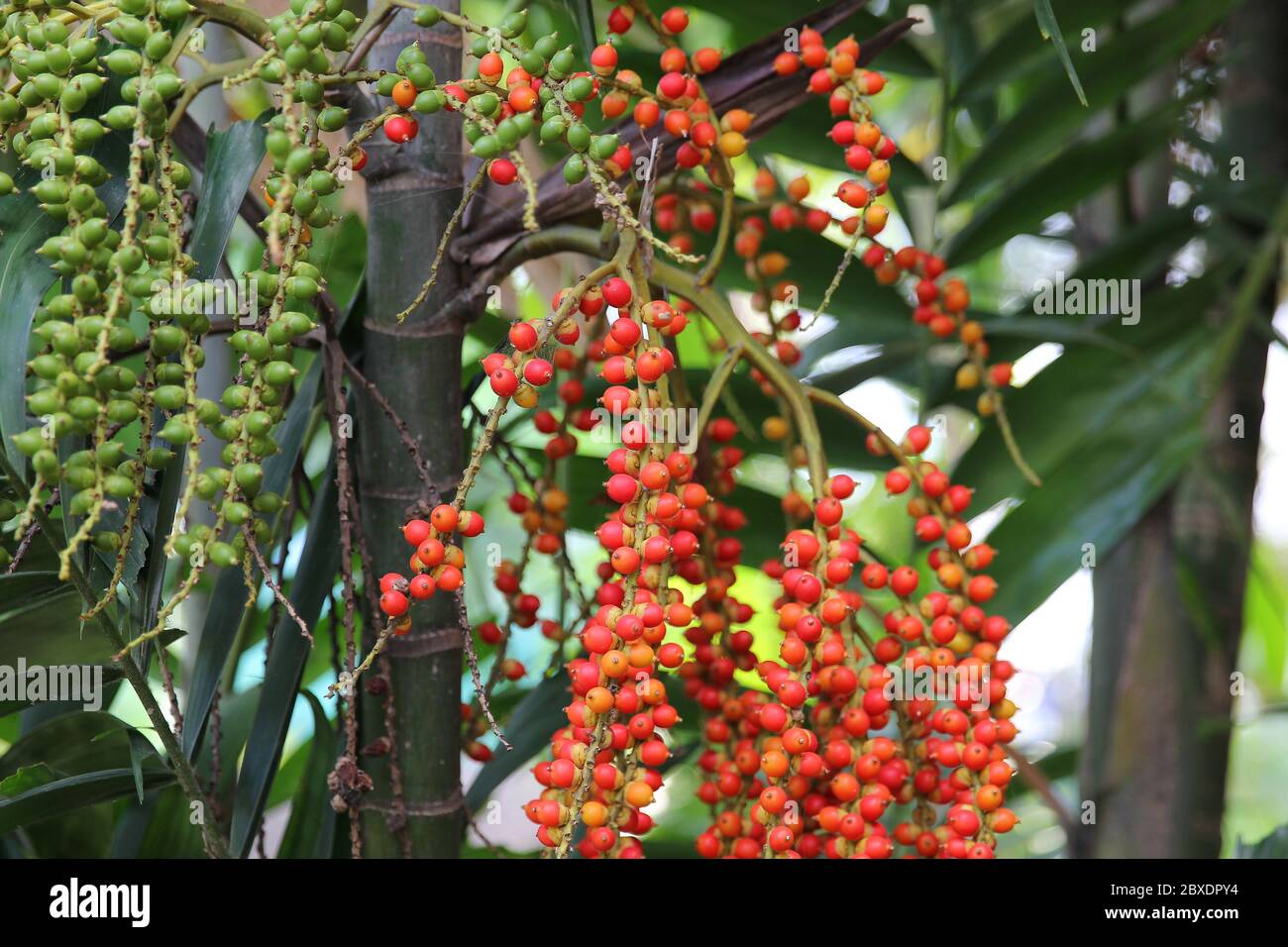 Red Palm Tree Berries High Resolution Stock Photography and Images - Alamy