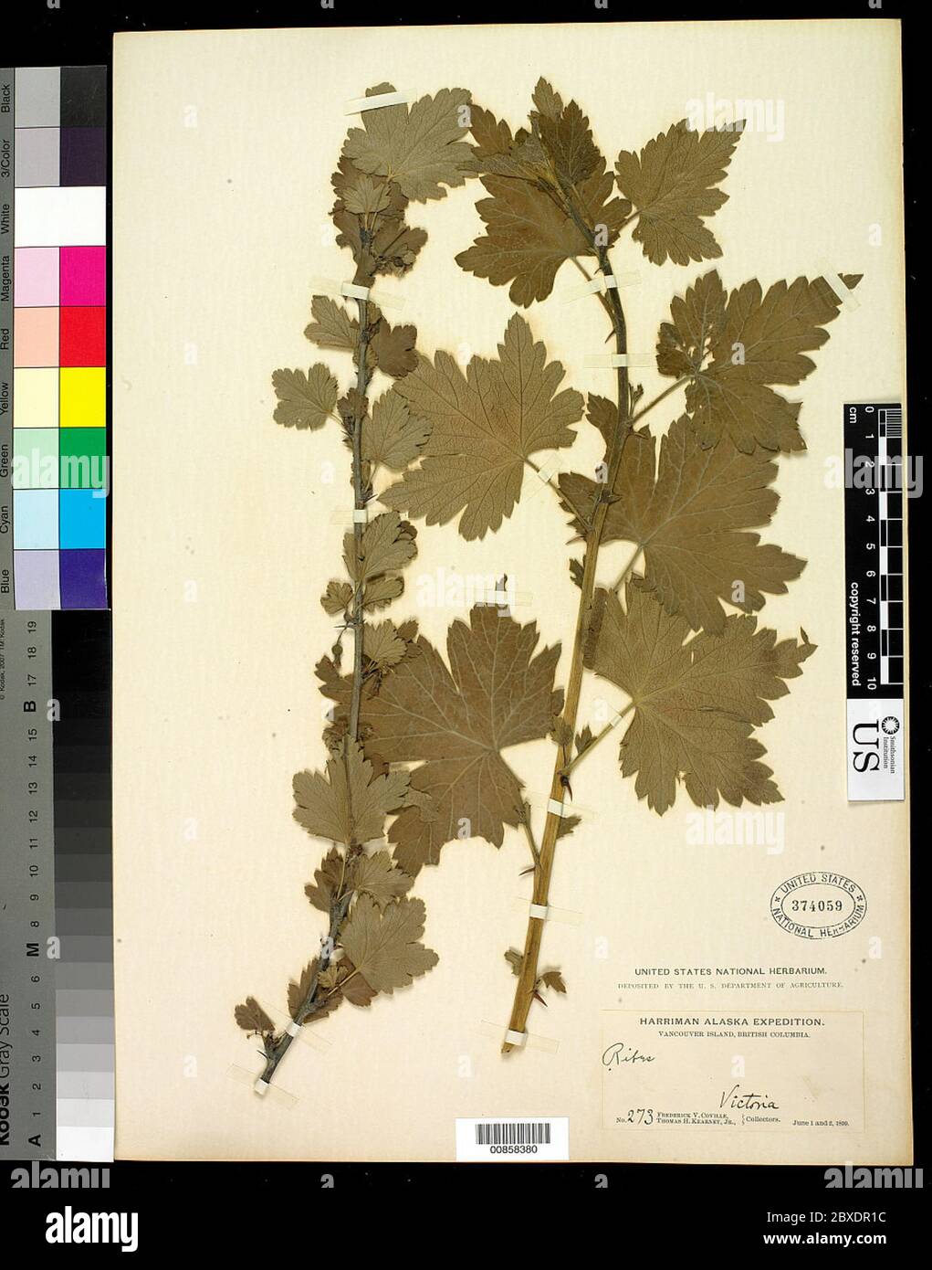 Ribes sp hi-res stock photography and images - Alamy