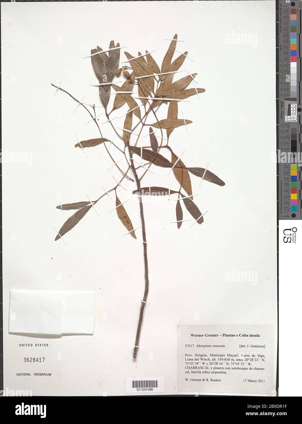 Metopium venosum Griseb Engl Metopium venosum Griseb Engl Stock Photo ...