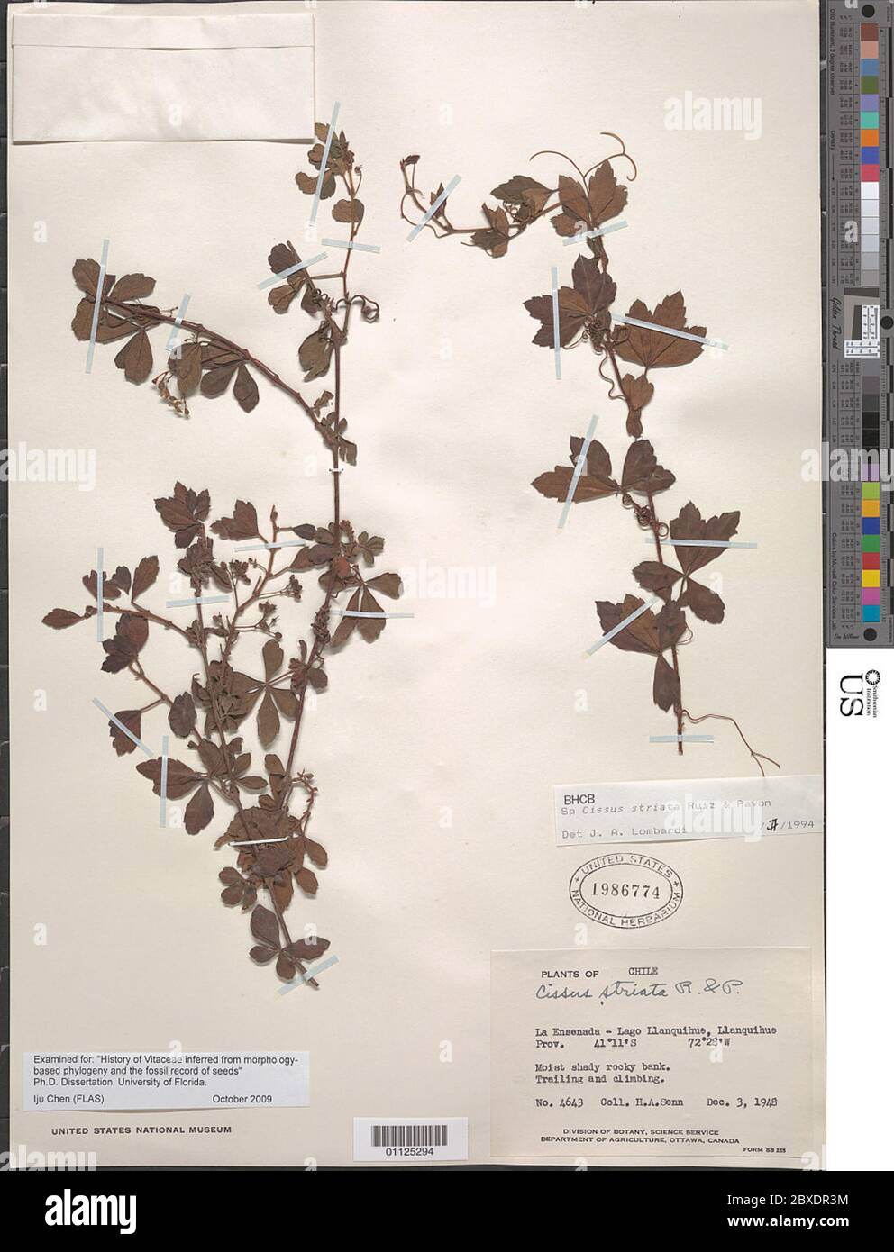 Cissus striata hi-res stock photography and images - Alamy