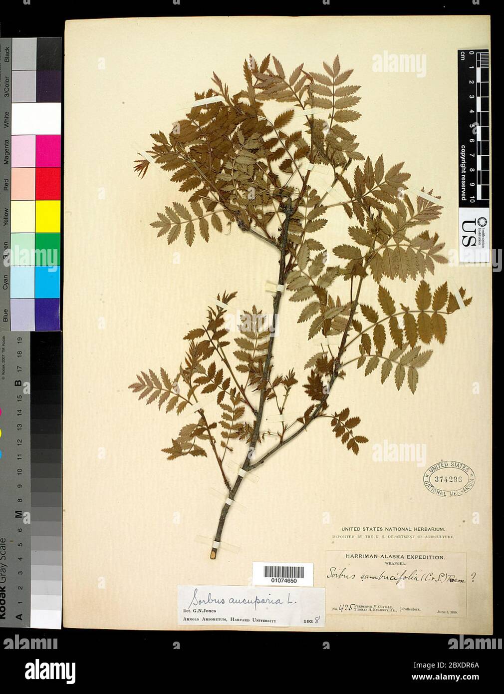 Species sorbus aucuparia hi-res stock photography and images - Alamy