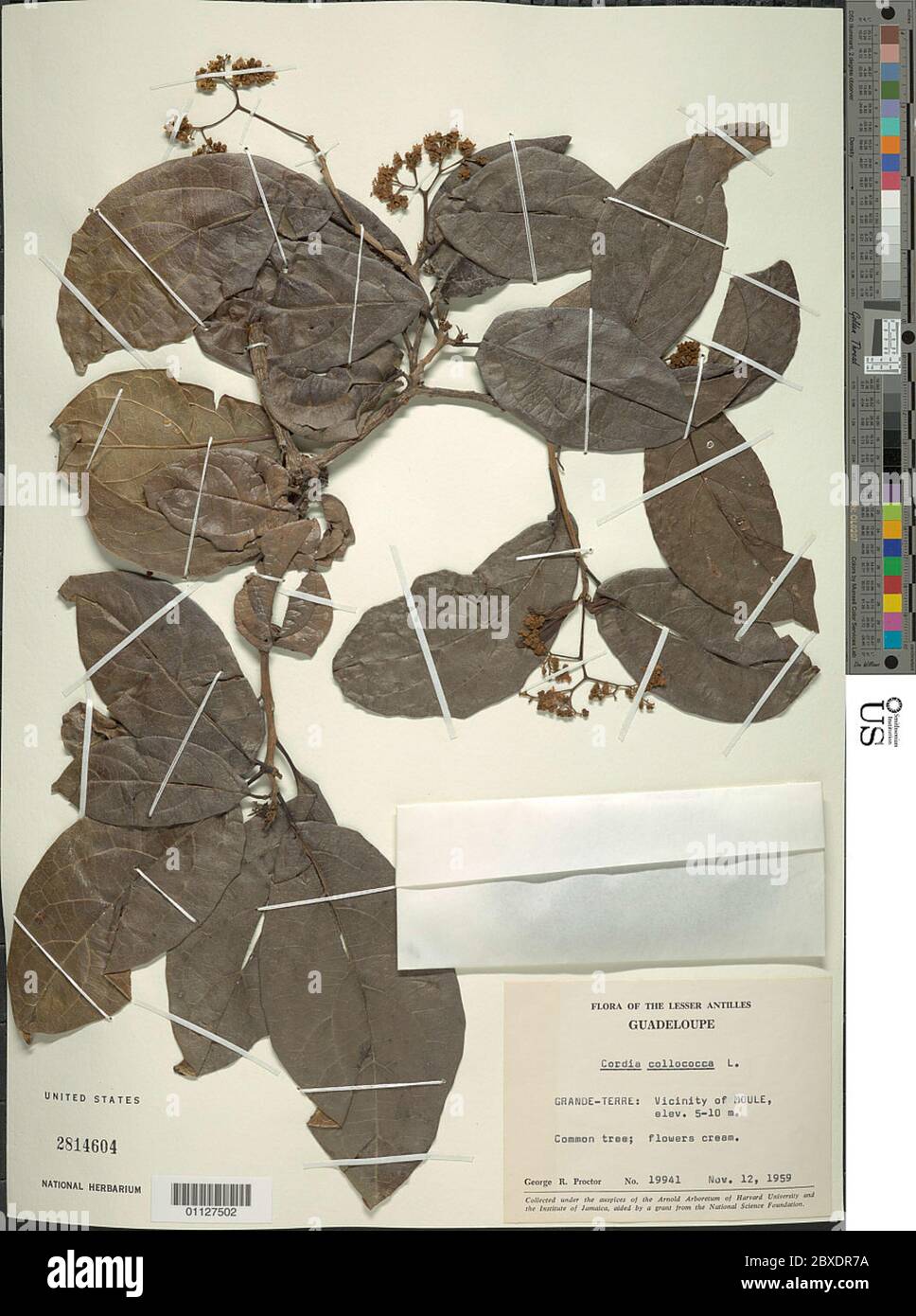 Cordia collococca L Cordia collococca L Stock Photo - Alamy