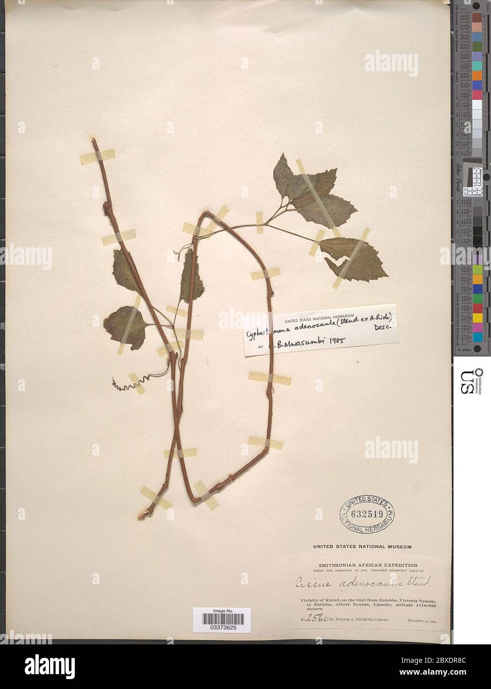 Cyphostemma adenocaule Steud ex A Rich Desc ex Wild RB Drumm ...