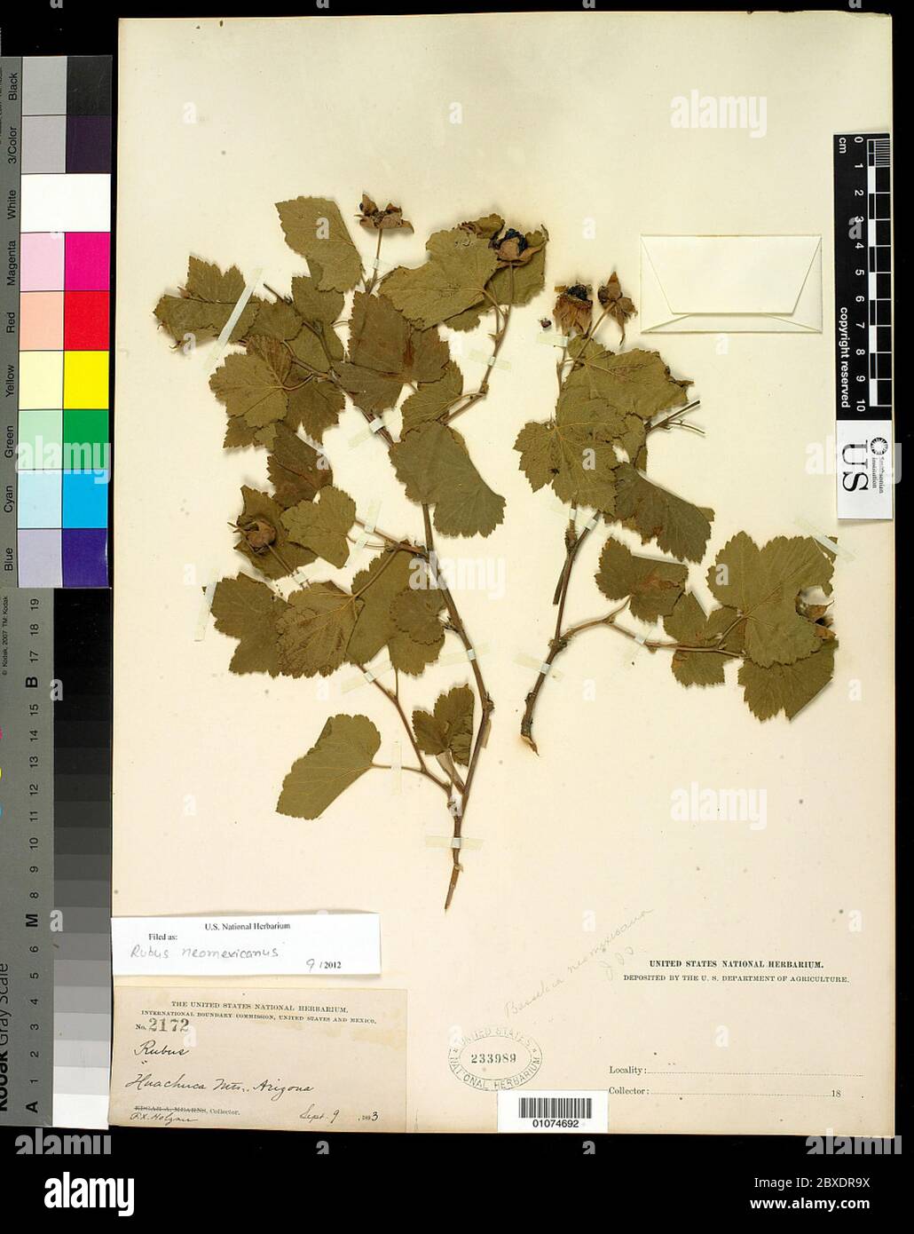 Neomexicanus hi-res stock photography and images - Alamy