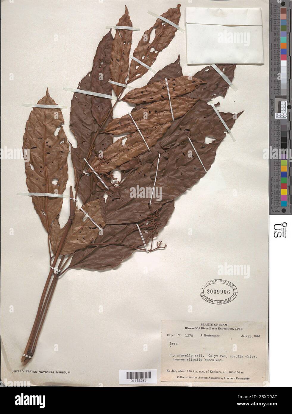 Leea sp Leea sp Stock Photo - Alamy