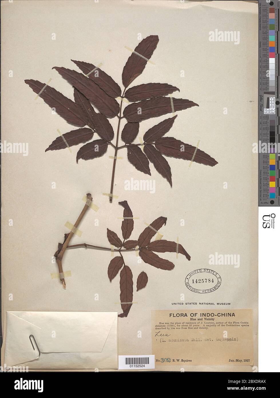 Leea sp Leea sp Stock Photo - Alamy