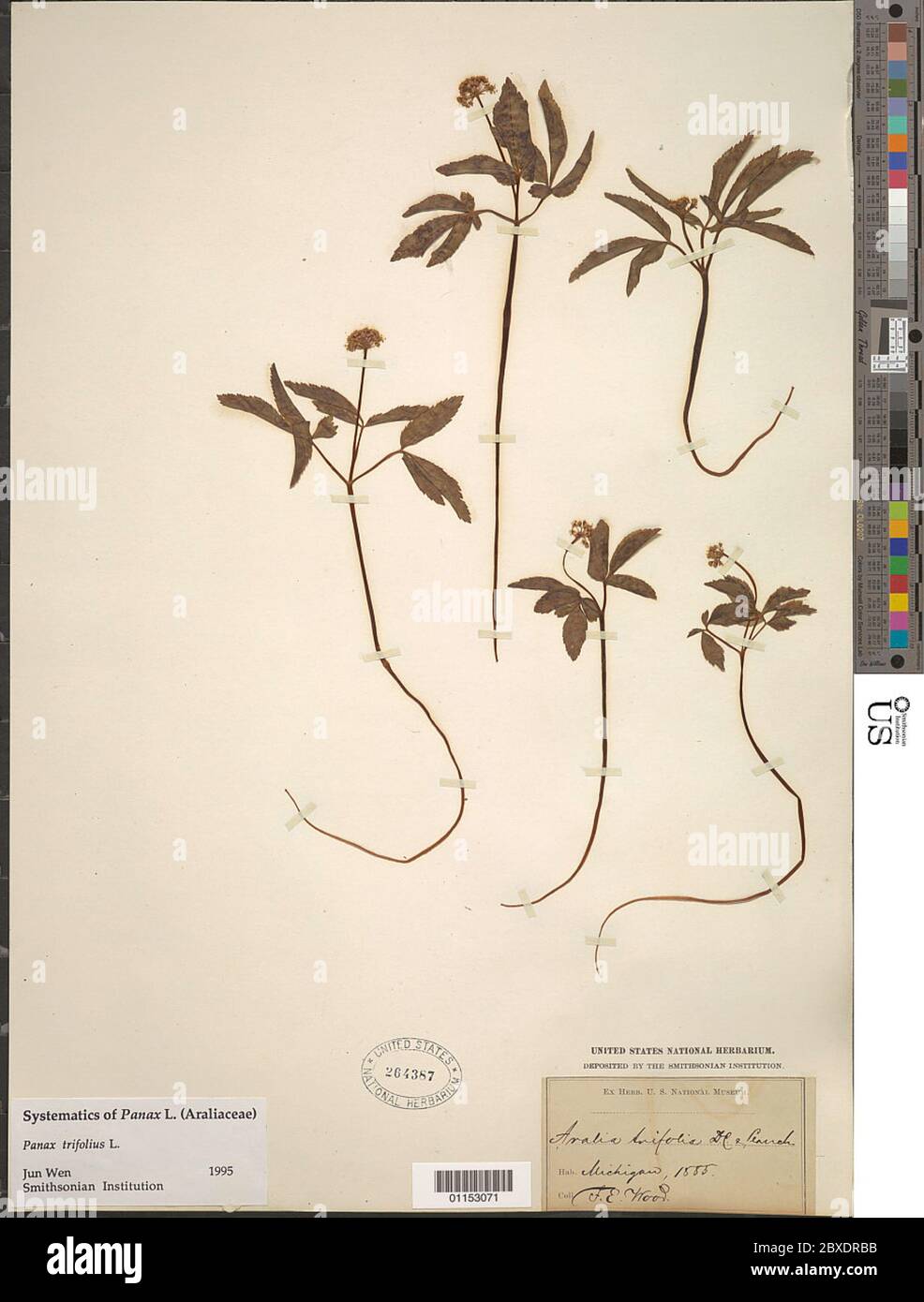 Panax trifolius L Panax trifolius L Stock Photo - Alamy