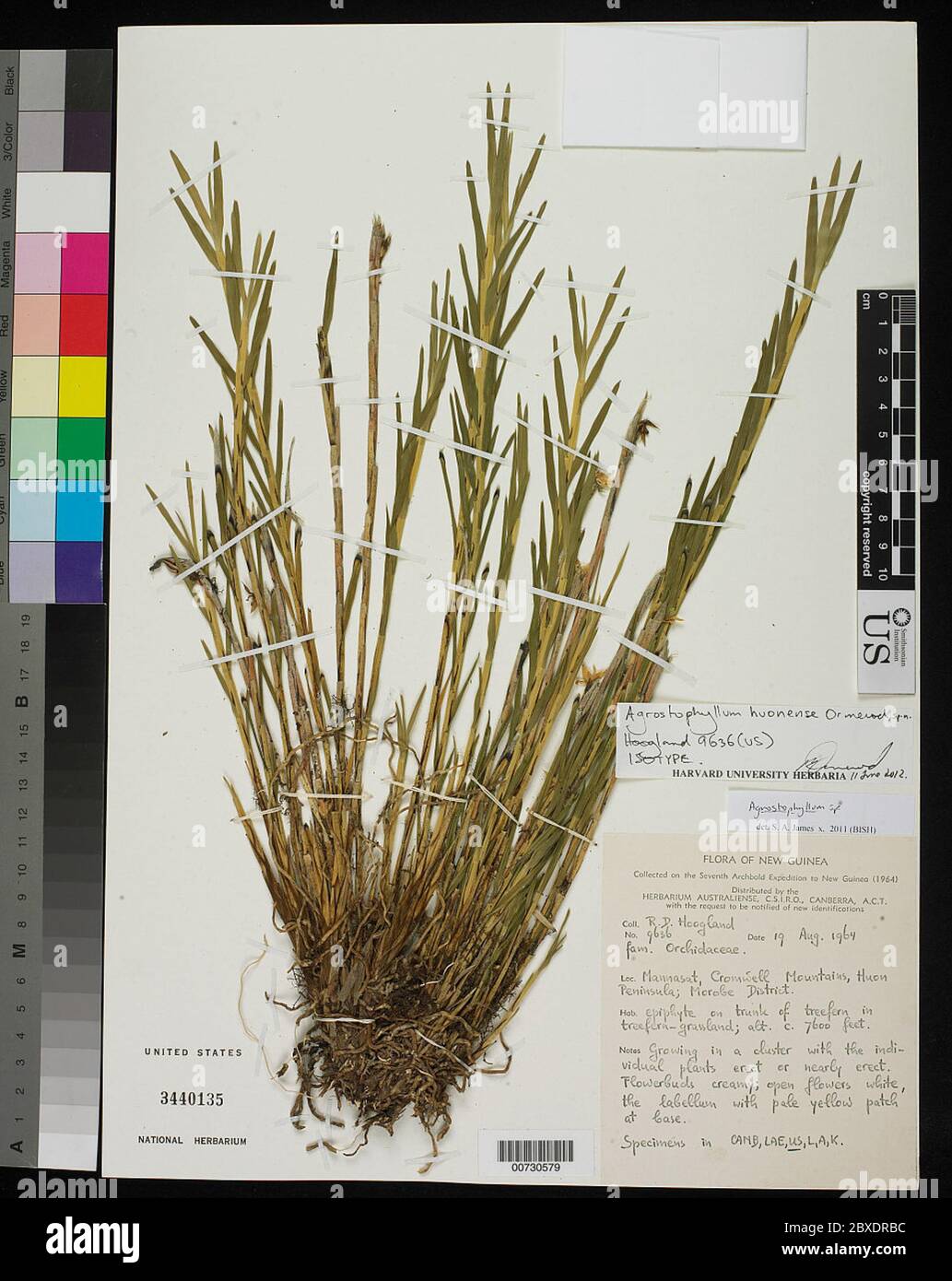 Agrostophyllum huonense Ormerod Agrostophyllum huonense Ormerod Stock ...