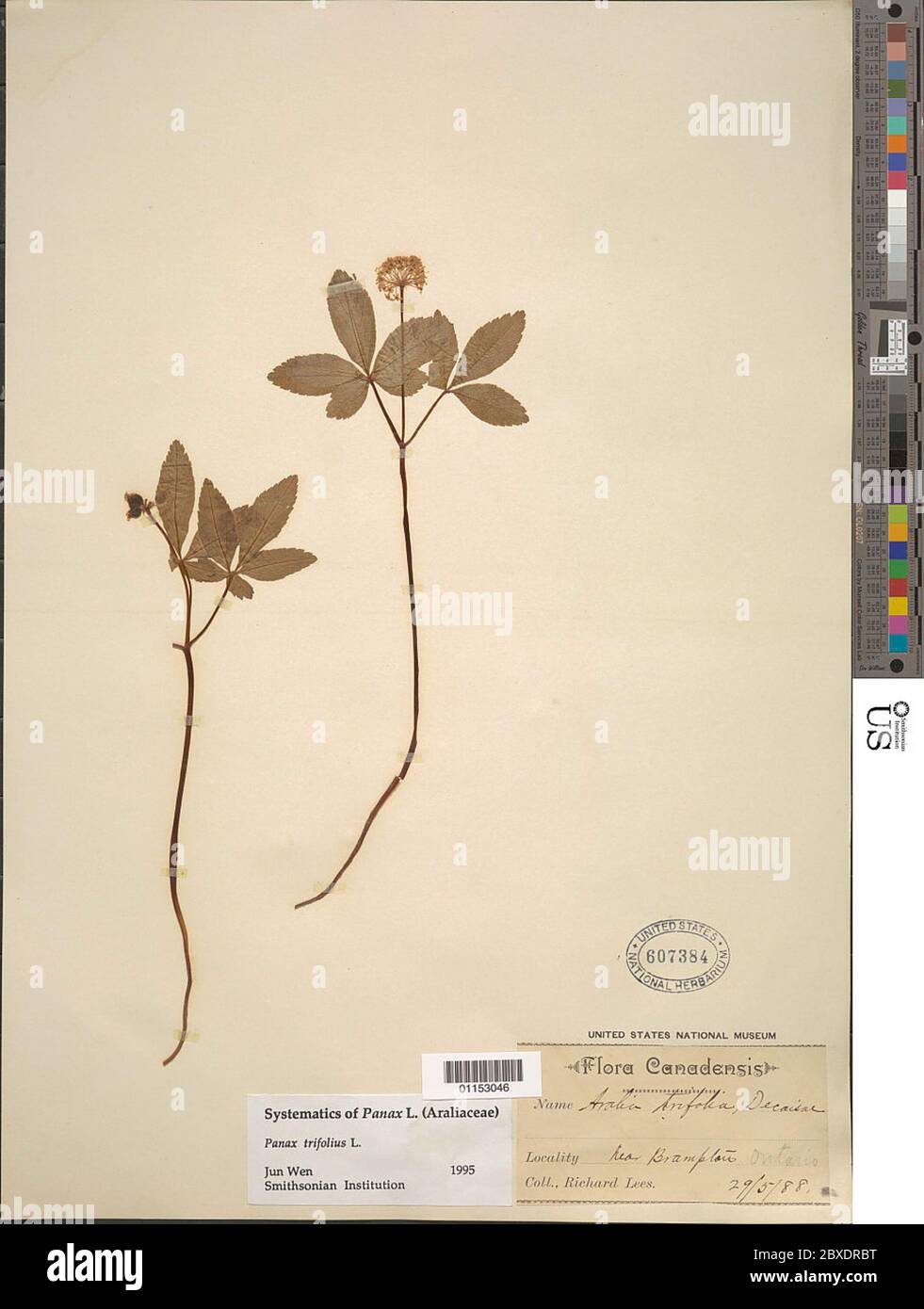 Panax trifolius L Panax trifolius L Stock Photo - Alamy