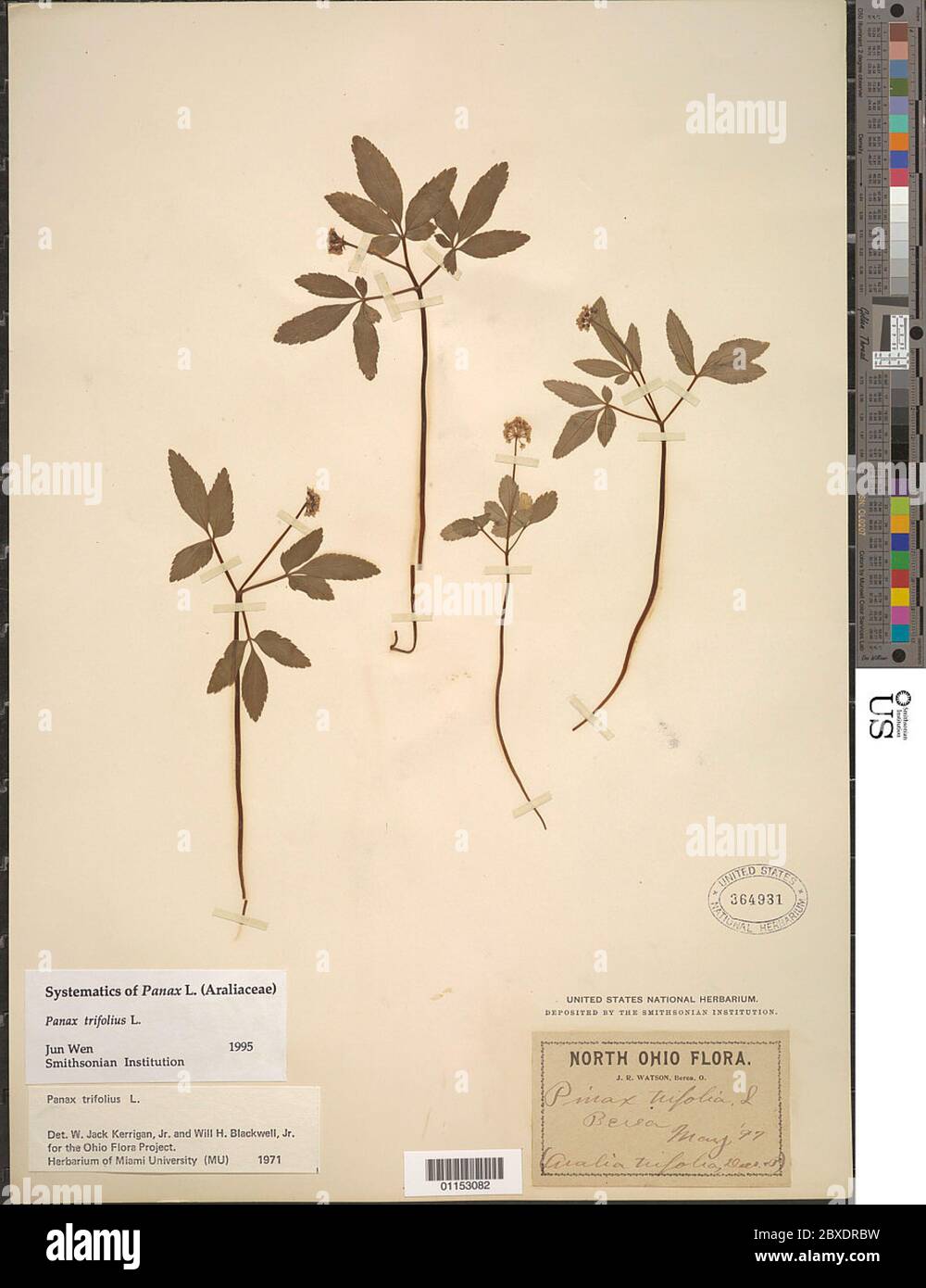 Panax trifolius L Panax trifolius L Stock Photo - Alamy