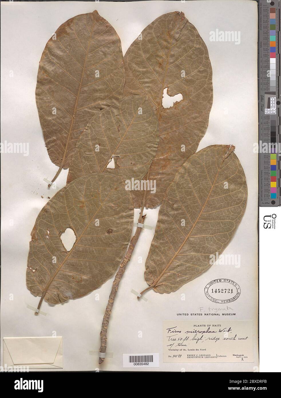 Trigonata hi-res stock photography and images - Alamy