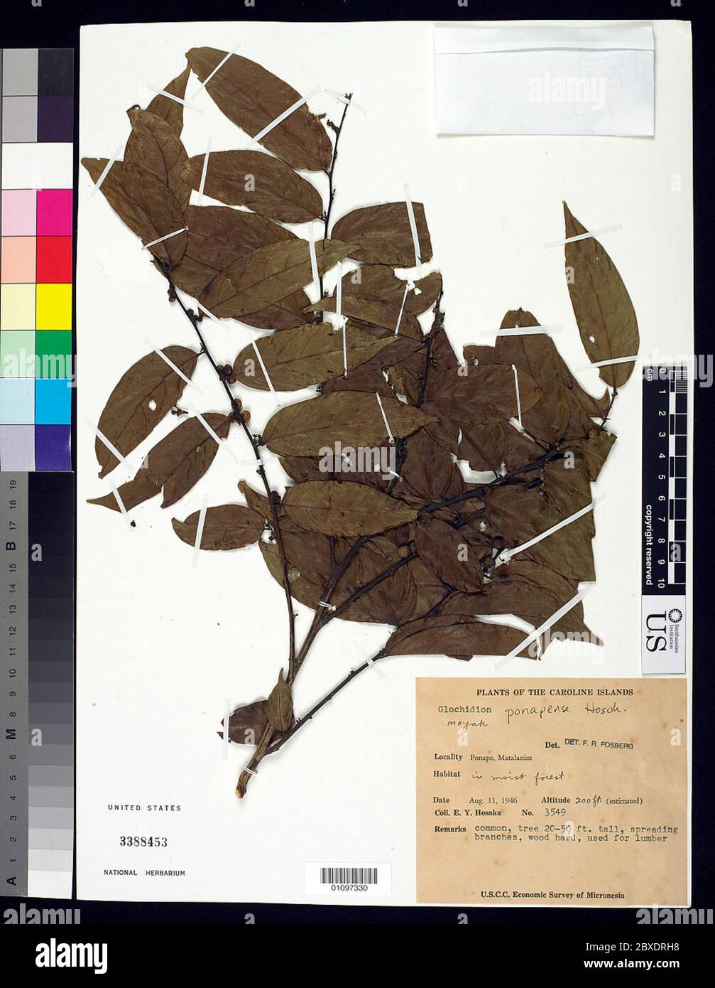 Glochidion ponapense Hosok Glochidion ponapense Hosok Stock Photo - Alamy