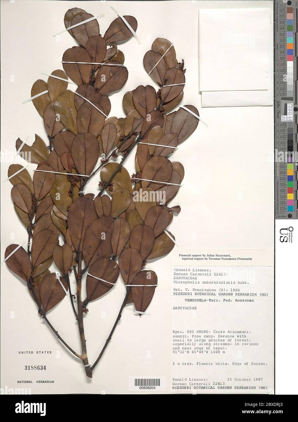 Suborbicularis hi-res stock photography and images - Alamy