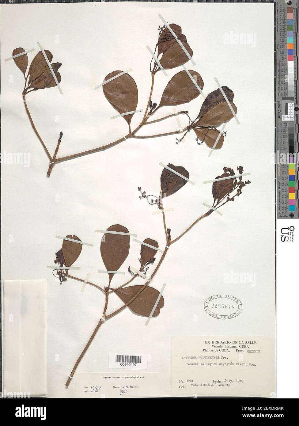 Stenostomum multinerve Urb Borhidi Fernndez Stenostomum multinerve Urb ...