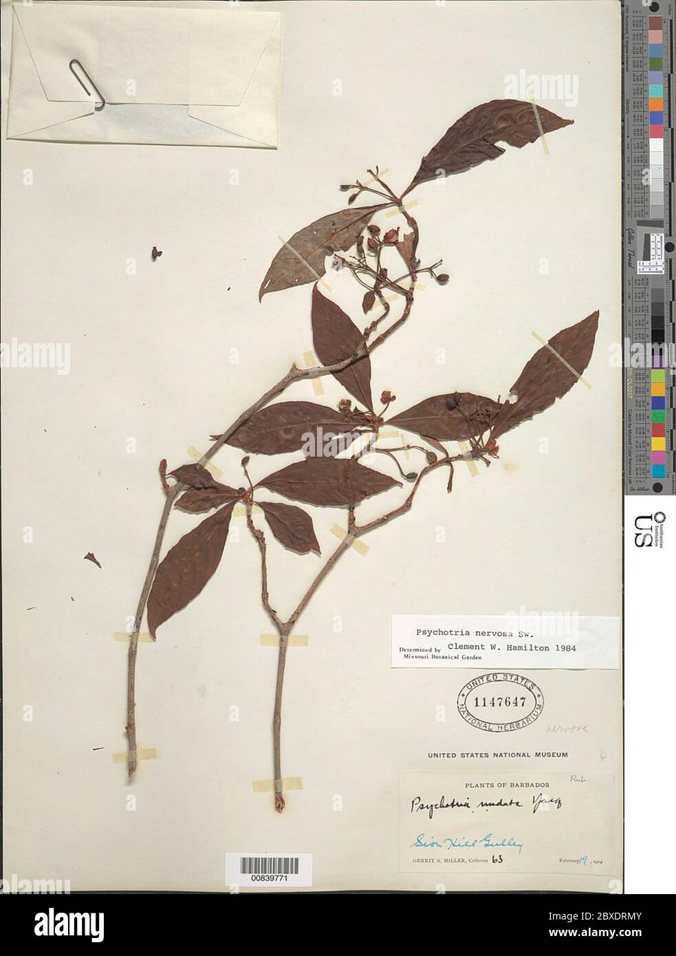 Psychotria nervosa Sw Psychotria nervosa Sw Stock Photo - Alamy