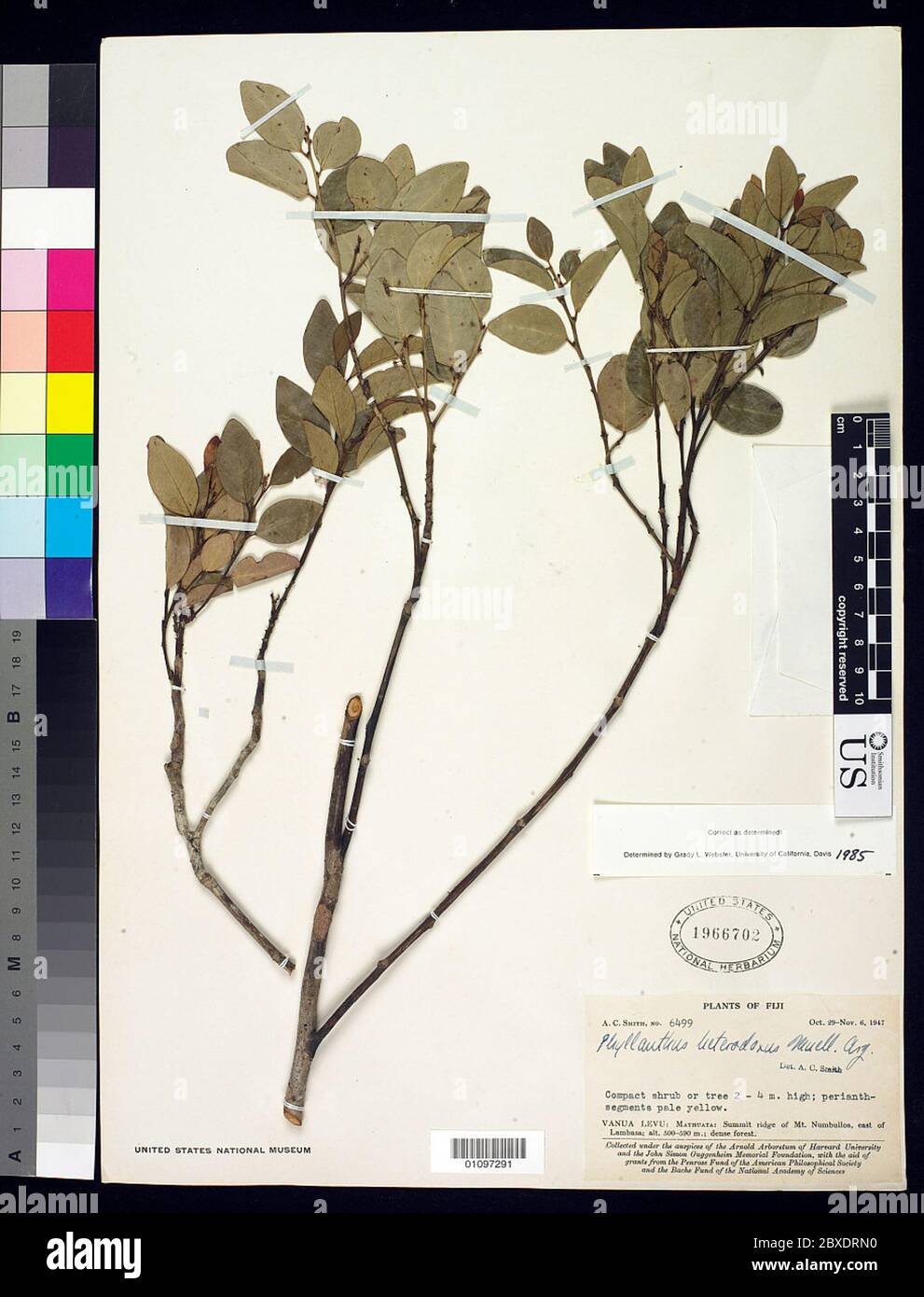 Heterodoxus hi-res stock photography and images - Alamy