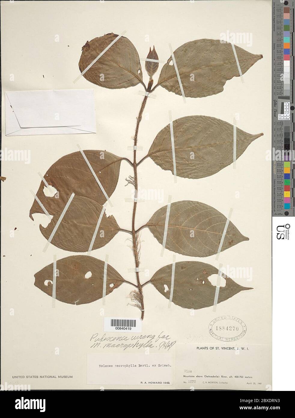 Malanea sp Malanea sp Stock Photo - Alamy