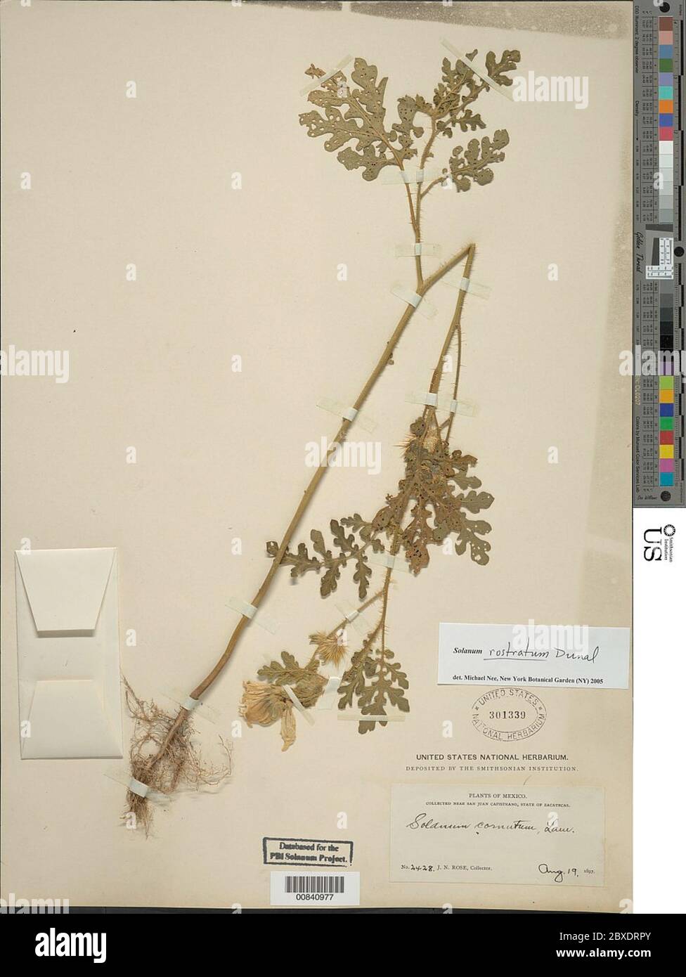 Solanum rostratum Dunal Solanum rostratum Dunal Stock Photo - Alamy