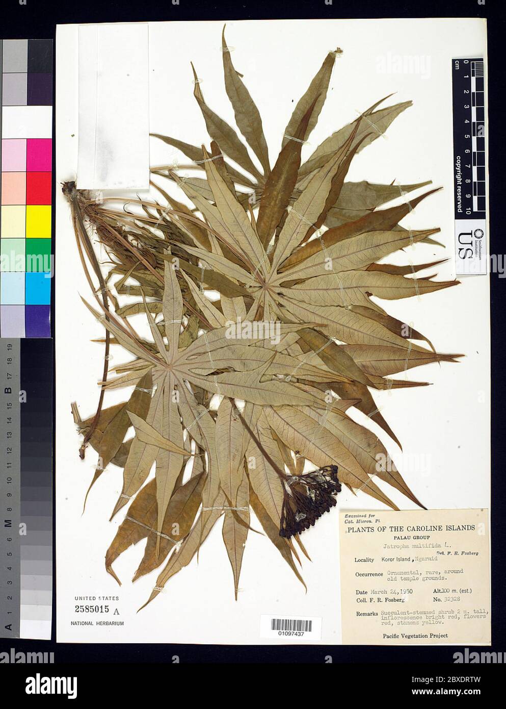 Jatropha multifida L Jatropha multifida L Stock Photo - Alamy