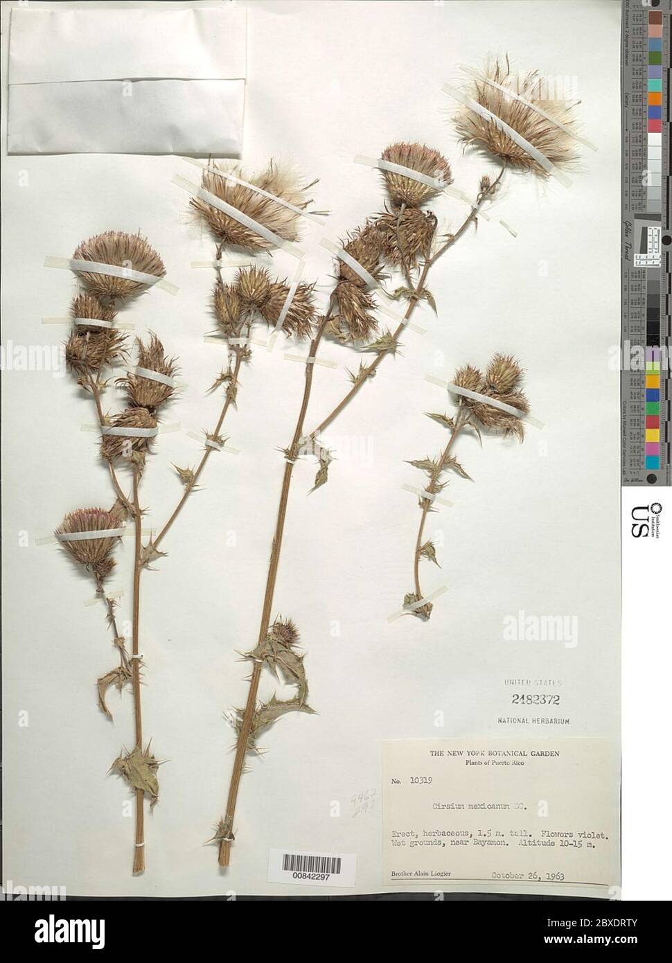 Cirsium mexicanum hi-res stock photography and images - Alamy