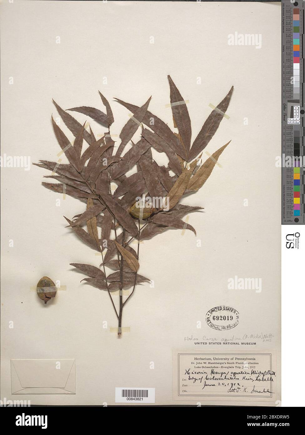 Carya aquatica hi-res stock photography and images - Alamy