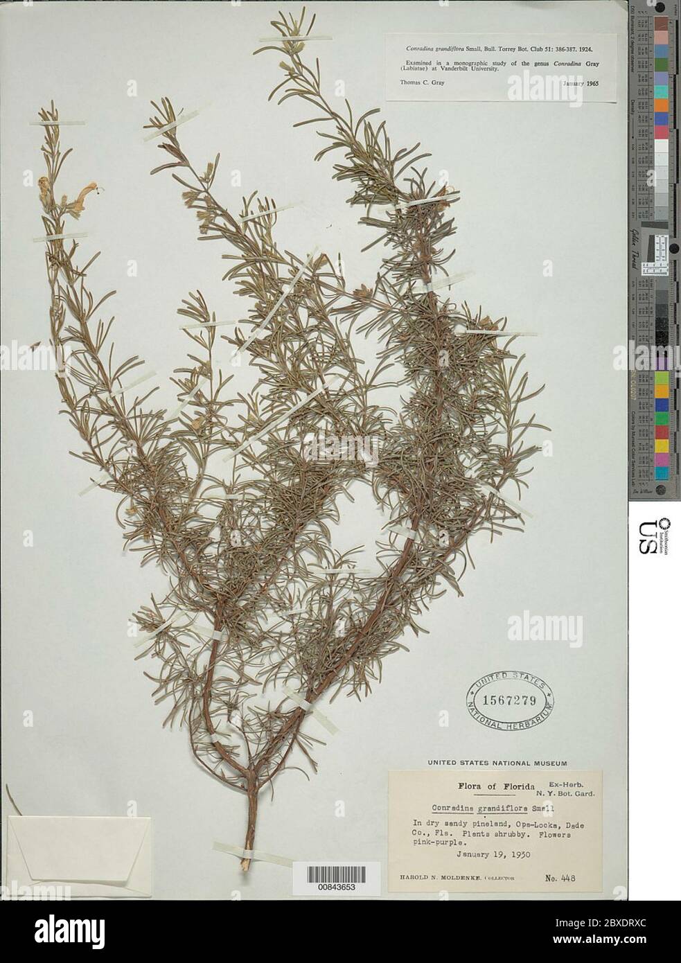 Conradina grandiflora Small Conradina grandiflora Small Stock Photo - Alamy