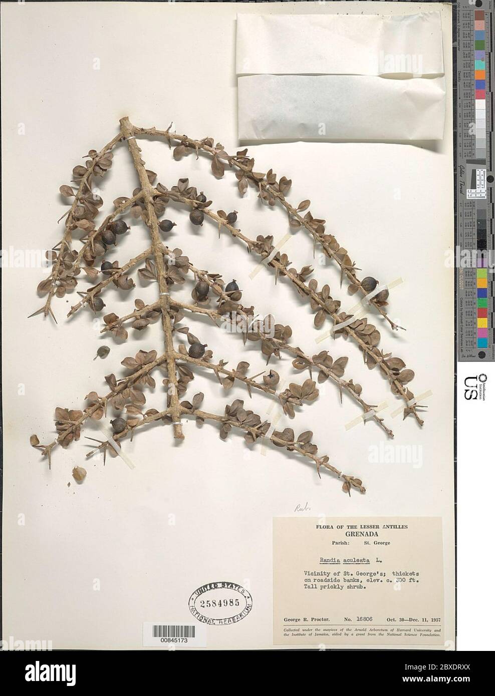 Randia aculeata L Randia aculeata L Stock Photo - Alamy