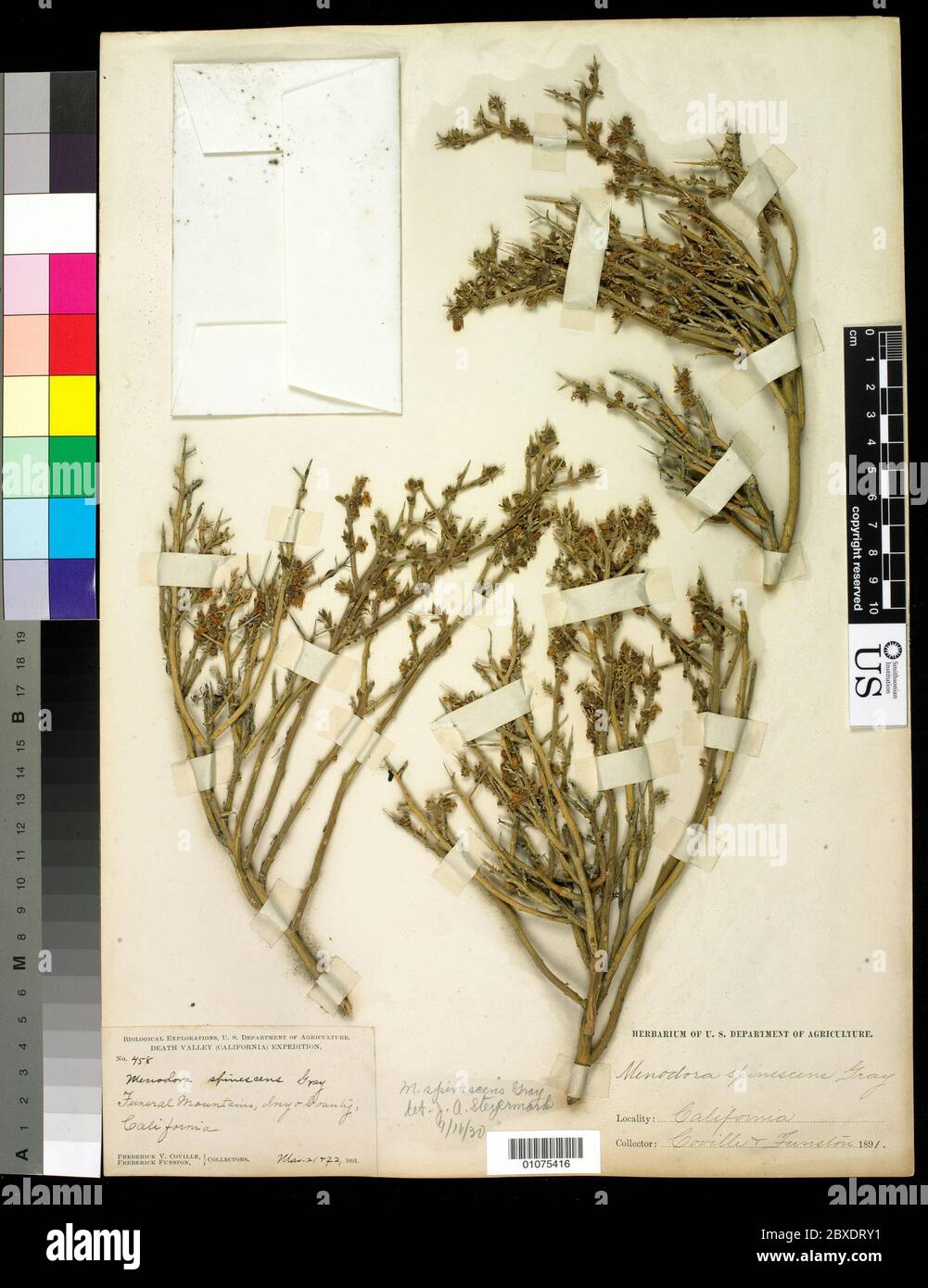 Menodora spinescens A Gray Menodora spinescens A Gray Stock Photo - Alamy