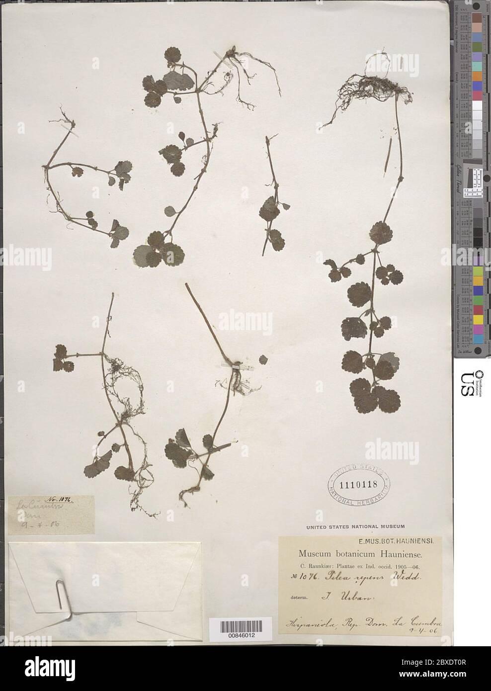 Pilea repens Sw Wedd Pilea repens Sw Wedd Stock Photo - Alamy