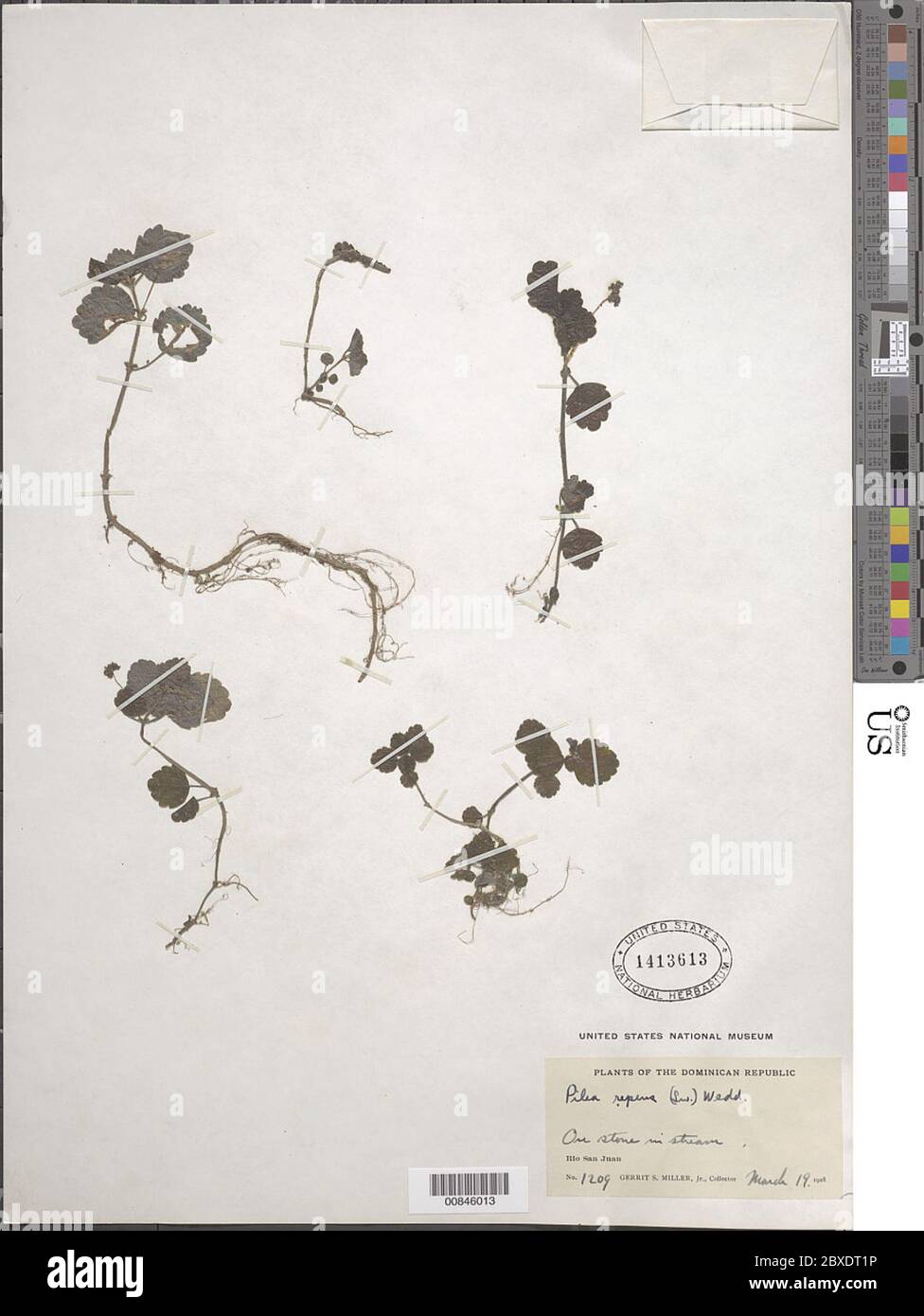 Pilea repens Sw Wedd Pilea repens Sw Wedd Stock Photo - Alamy