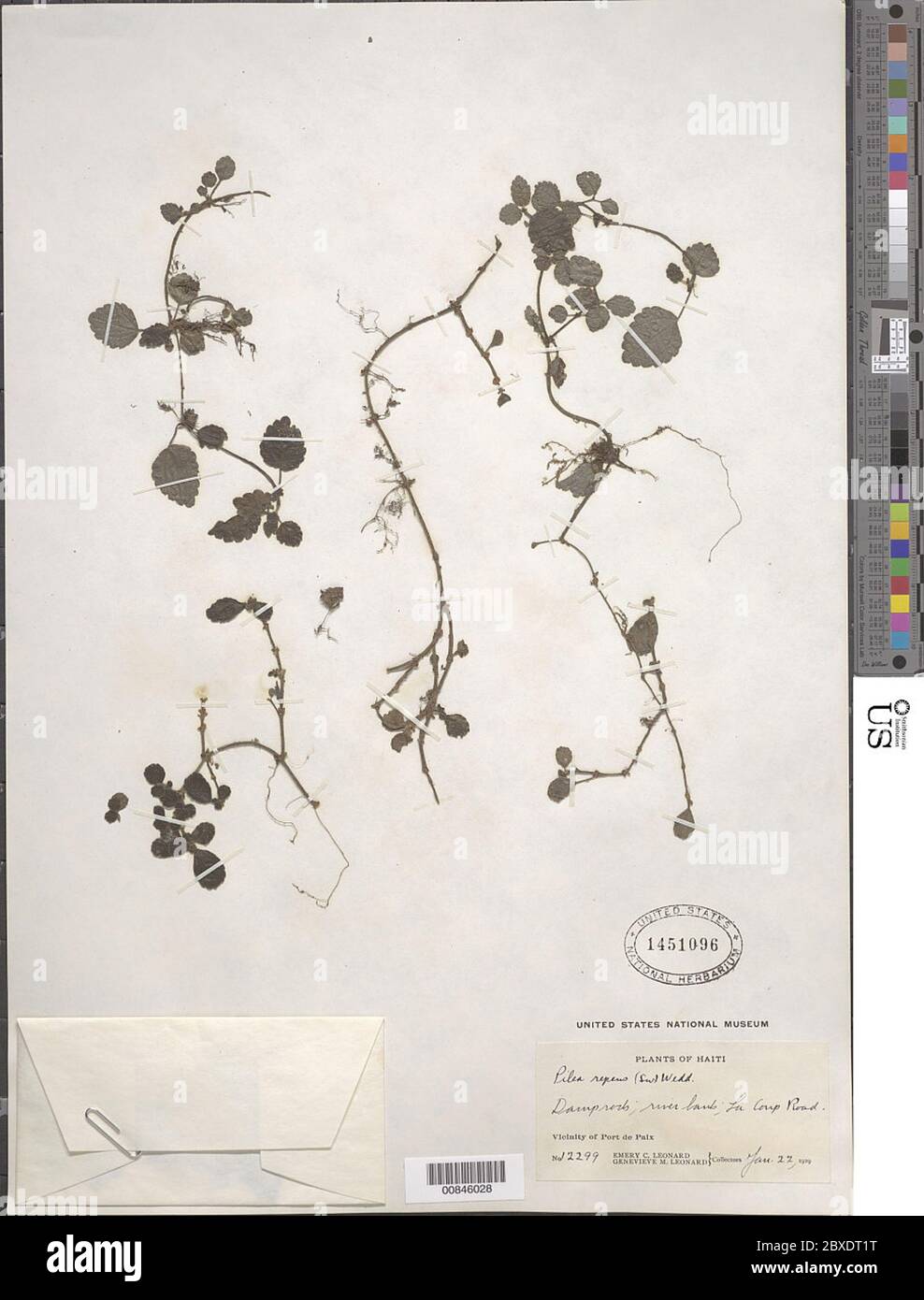 Pilea repens Sw Wedd Pilea repens Sw Wedd Stock Photo - Alamy