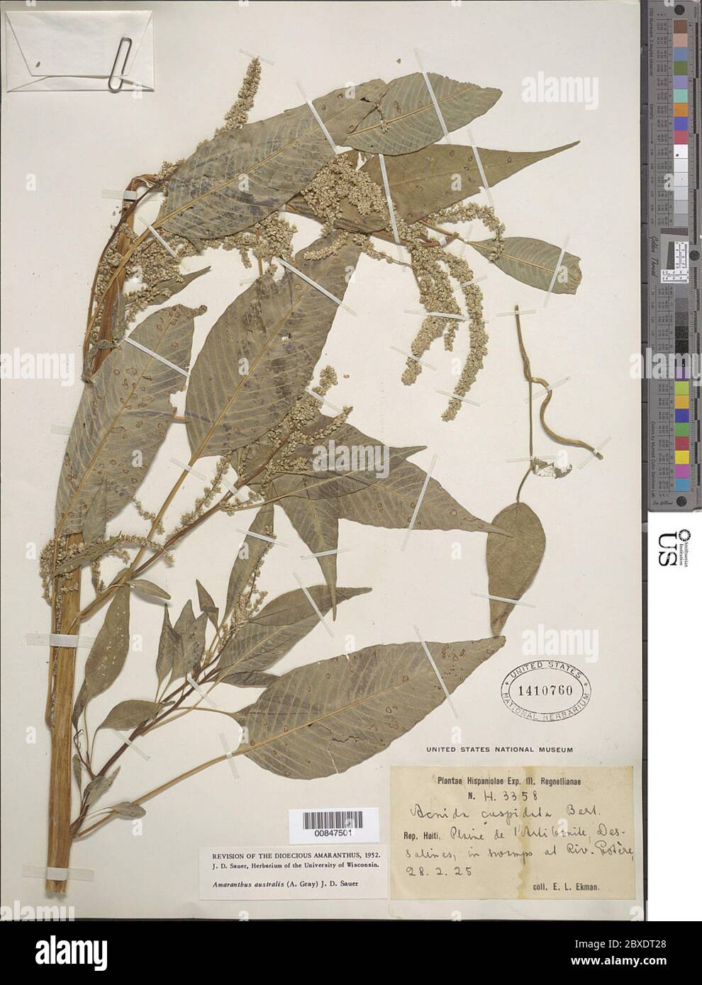 Amaranthus australis hi-res stock photography and images - Alamy