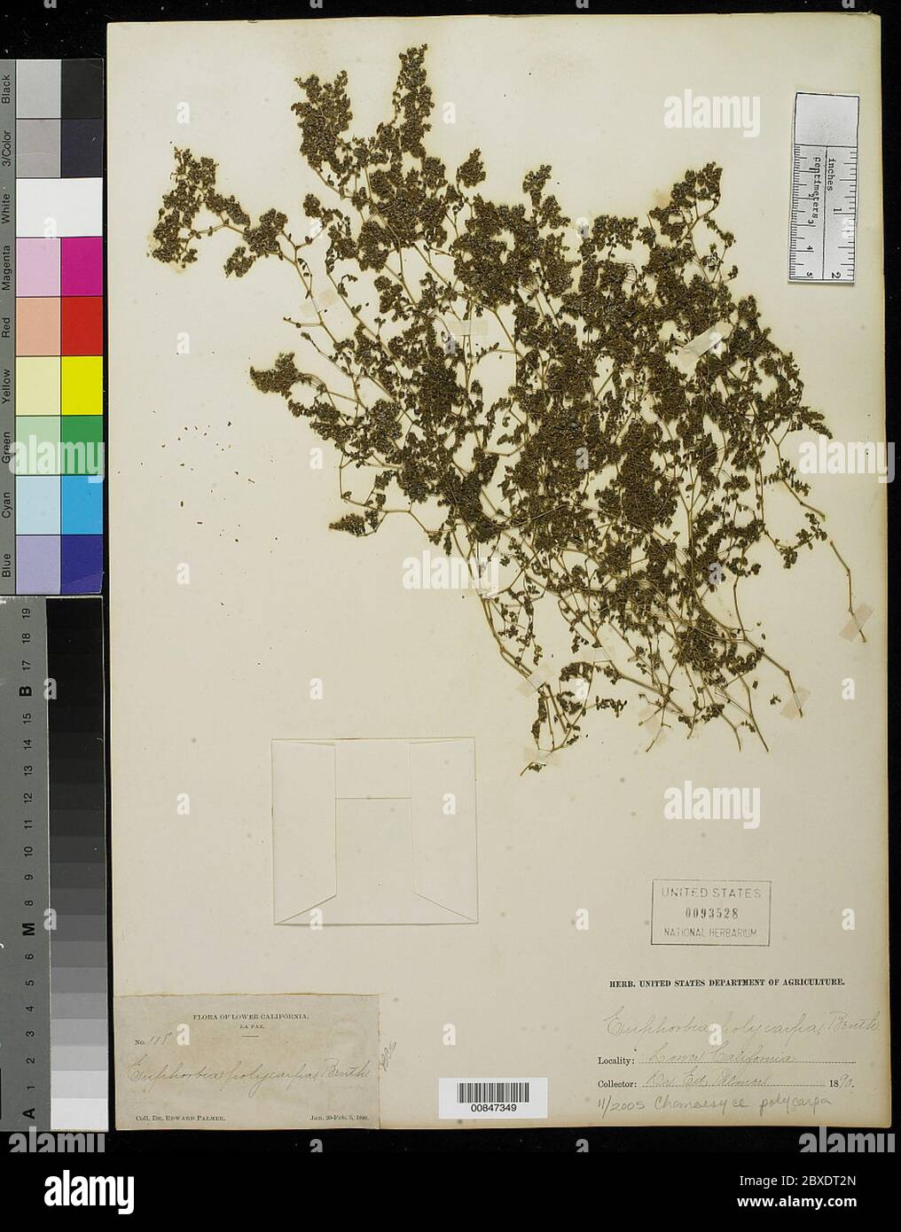 Euphorbia polycarpa Euphorbia polycarpa Stock Photo - Alamy