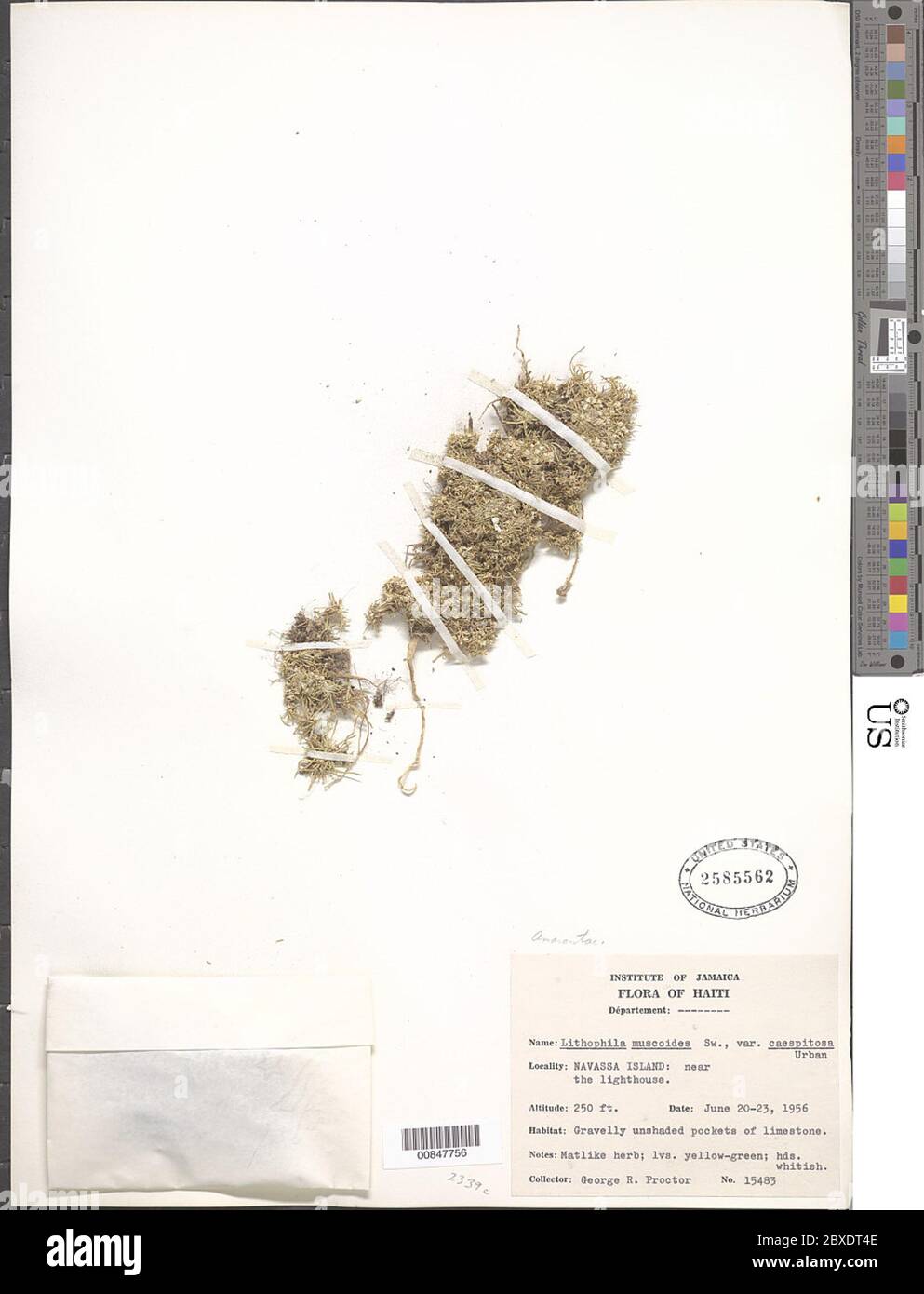 Lithophila muscoides Sw Lithophila muscoides Sw Stock Photo - Alamy