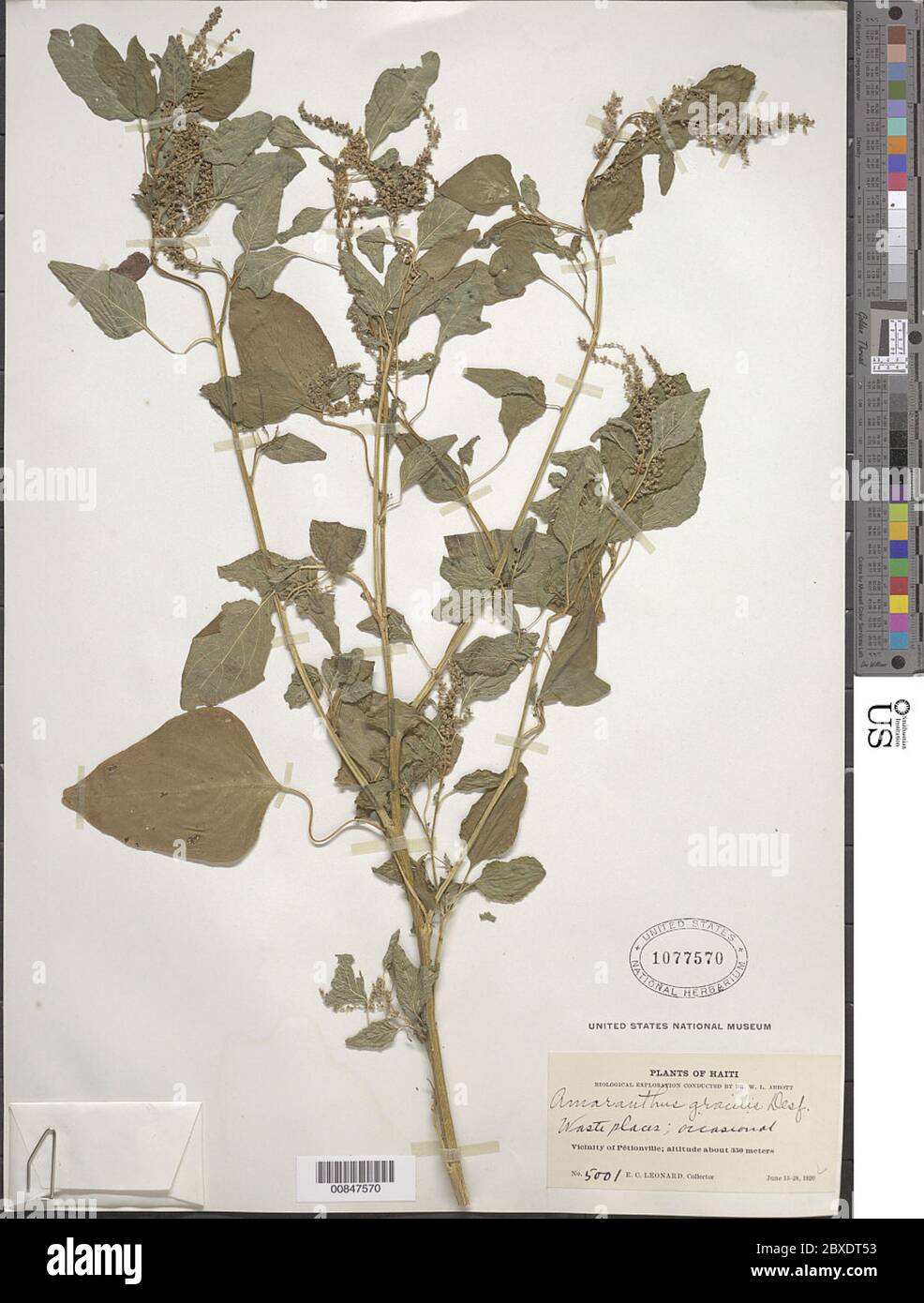 Amaranthus Viridis Amaranthus Viridis (Slender Amaranth)