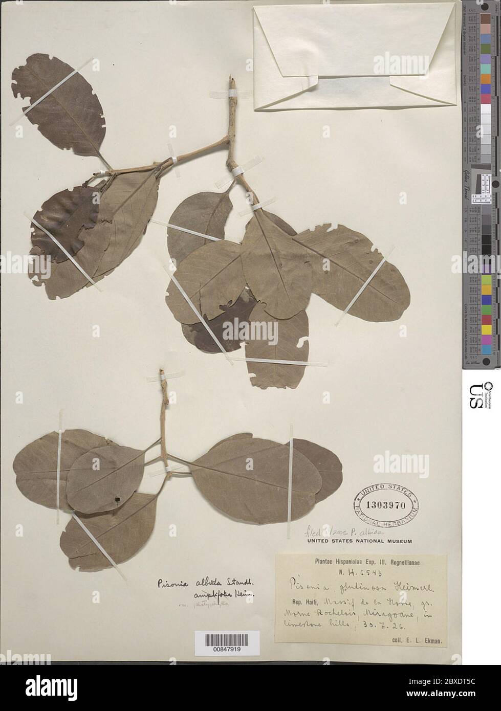 Pisonia albida Heimerl Britton ex Standl Pisonia albida Heimerl Britton ...