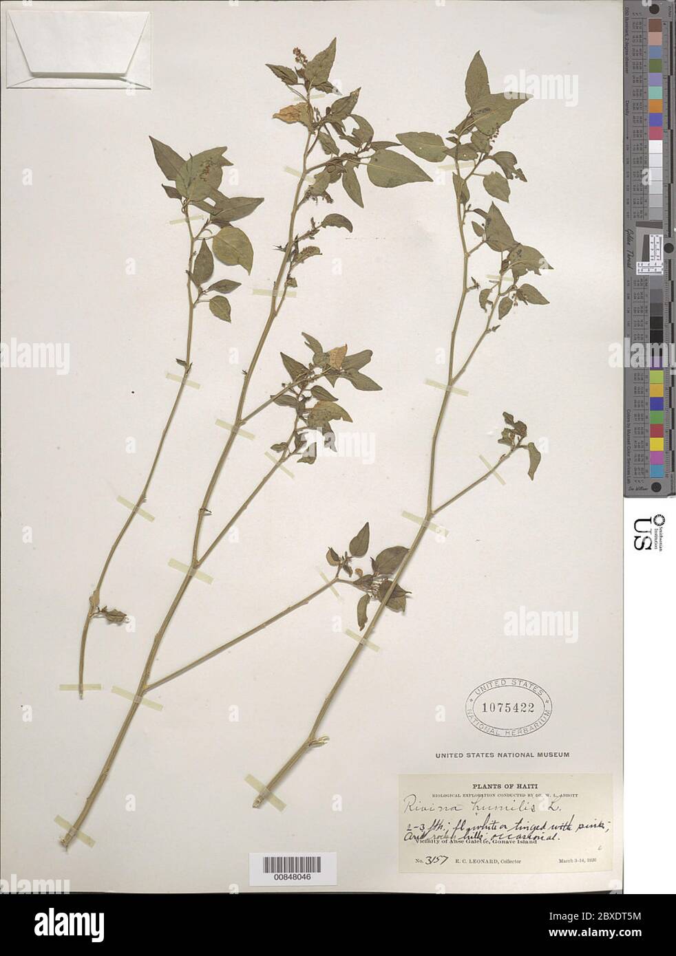 Rivina humilis l hi-res stock photography and images - Alamy