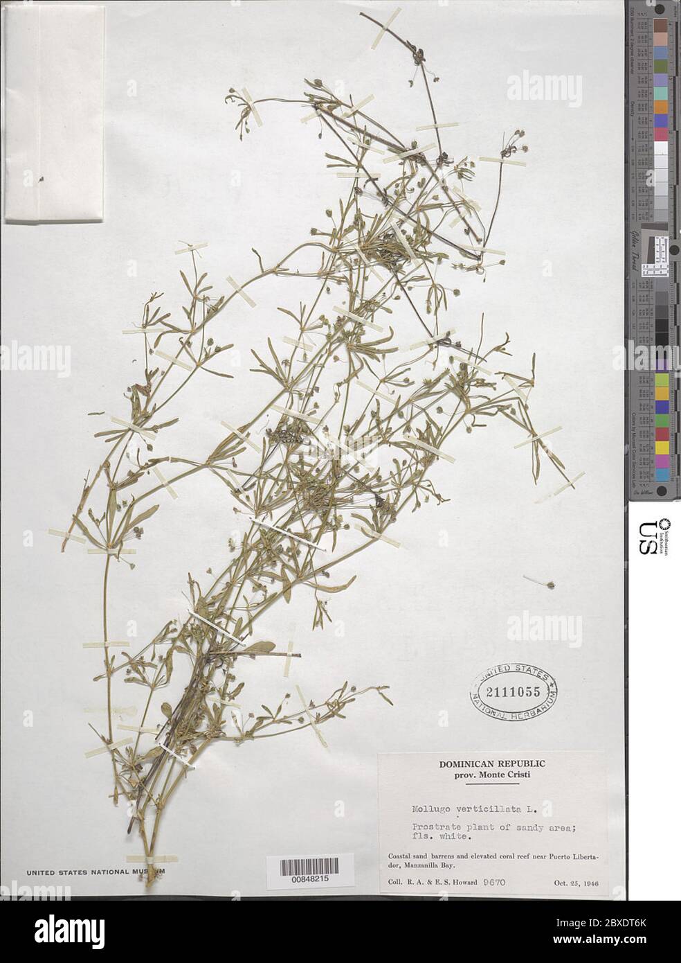 Mollugo verticillata L Mollugo verticillata L Stock Photo - Alamy