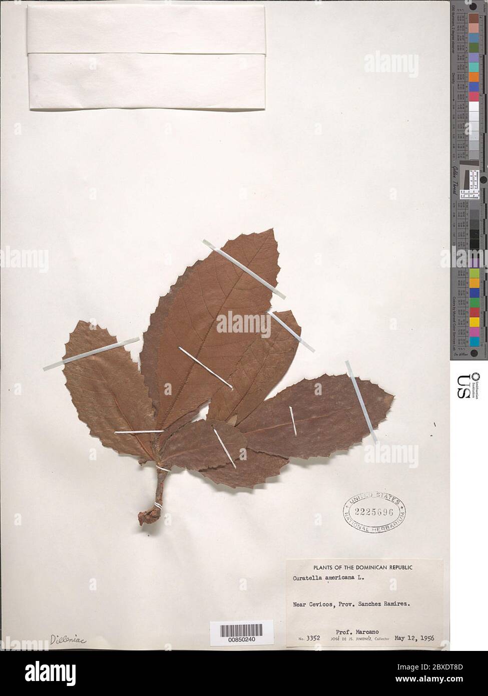 Curatella americana hi-res stock photography and images - Alamy