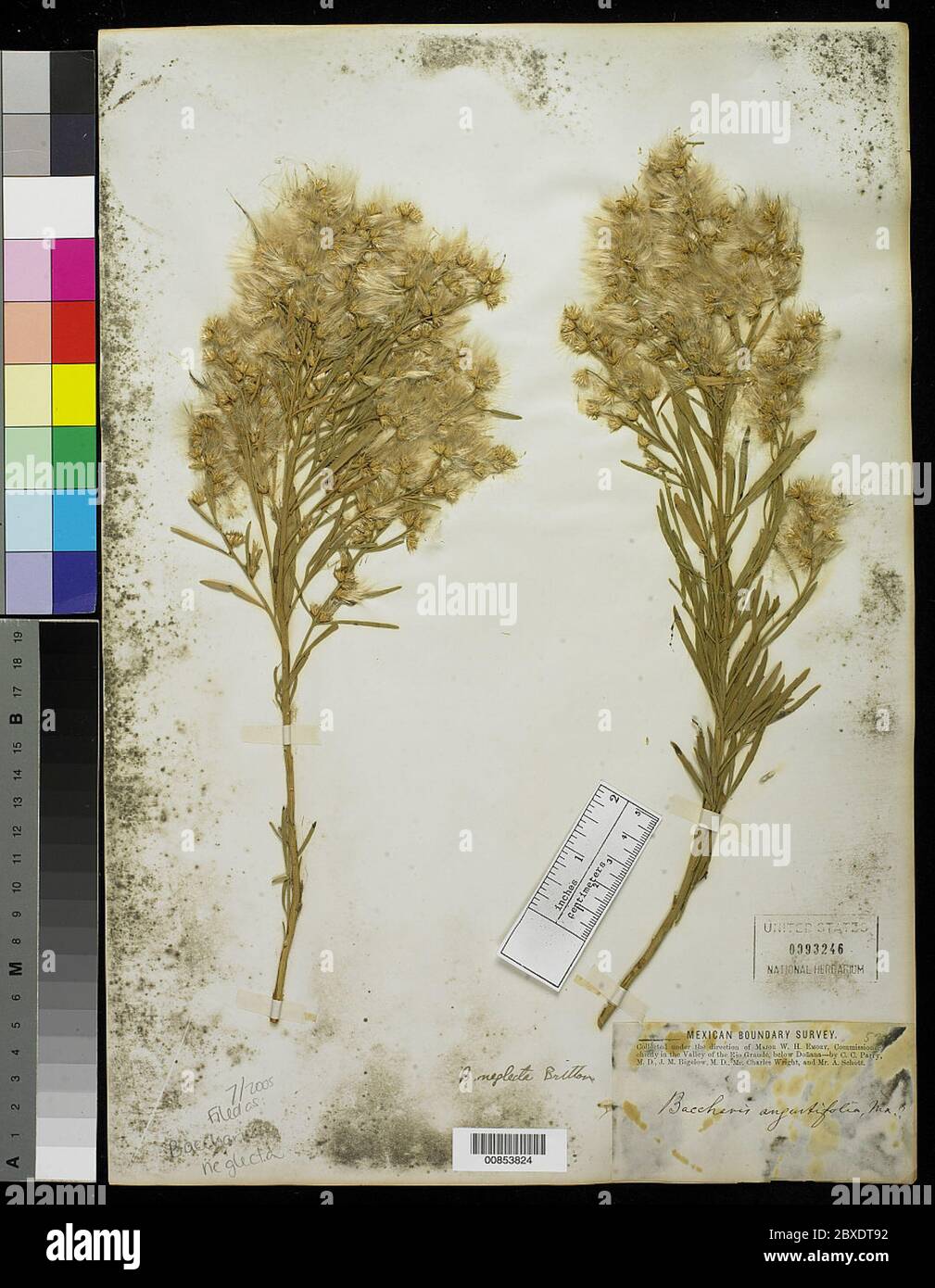 Baccharis neglecta hi-res stock photography and images - Alamy